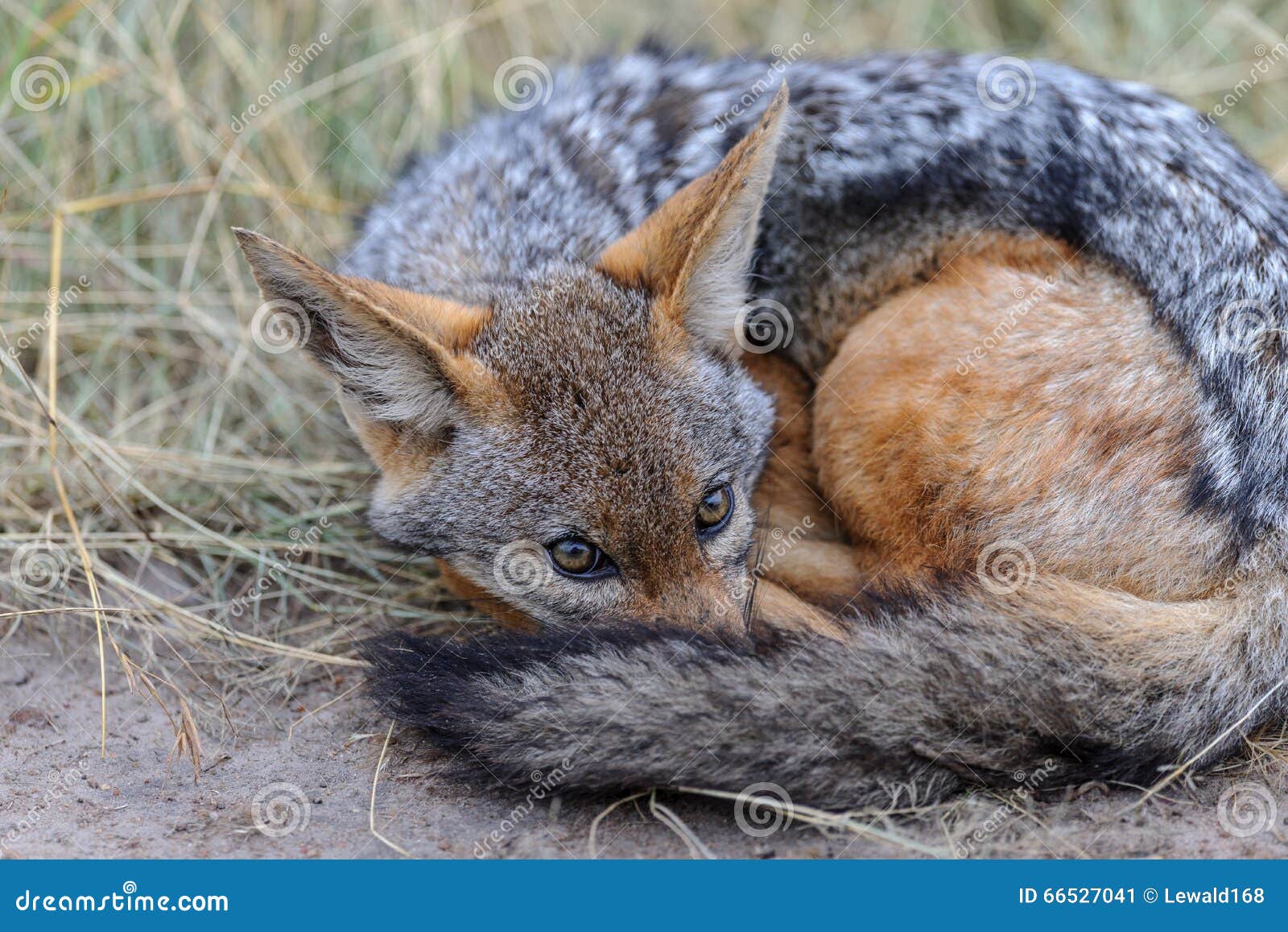 Jackal stock image. Image of animal, jackal, hunter, wildlife - 66527041