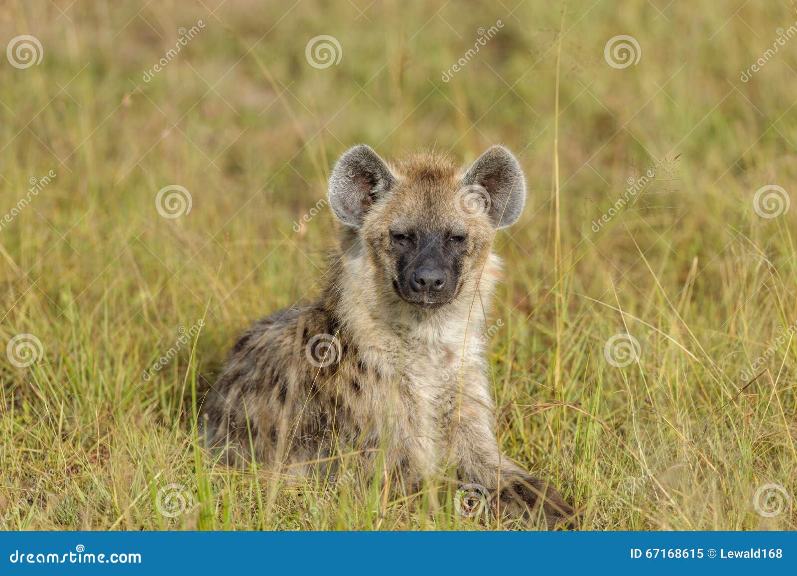 Jackal stock image. Image of wild, laufen, animals, safari - 67168615