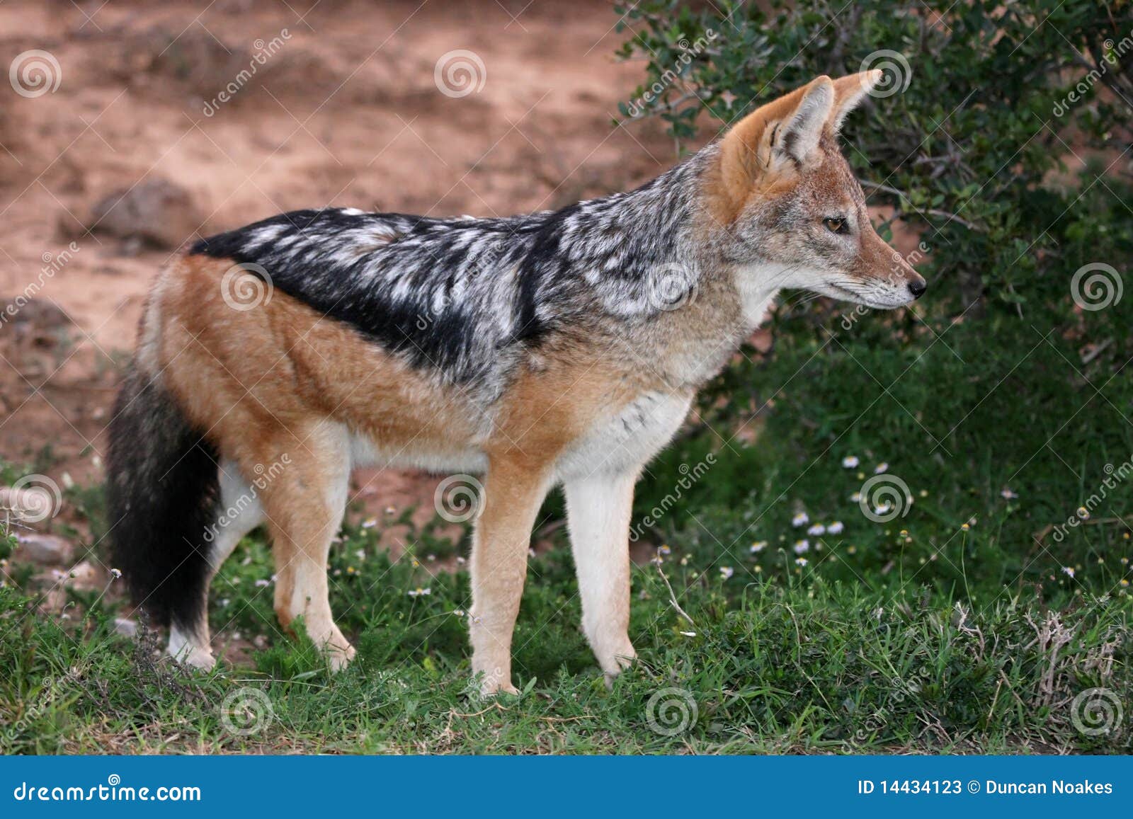 Jackal - Black Backed stock image. Image of backed, addo - 14434123