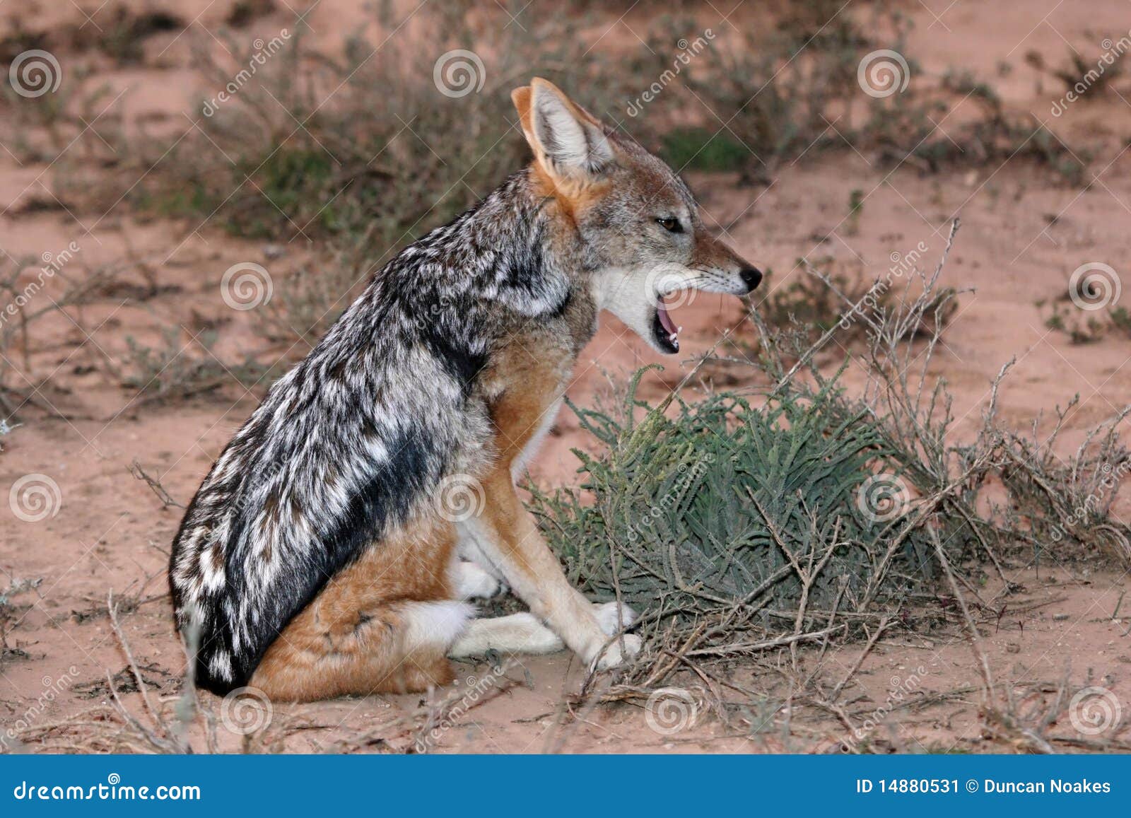Jackal - Black Backed stock image. Image of green, standing - 14880531