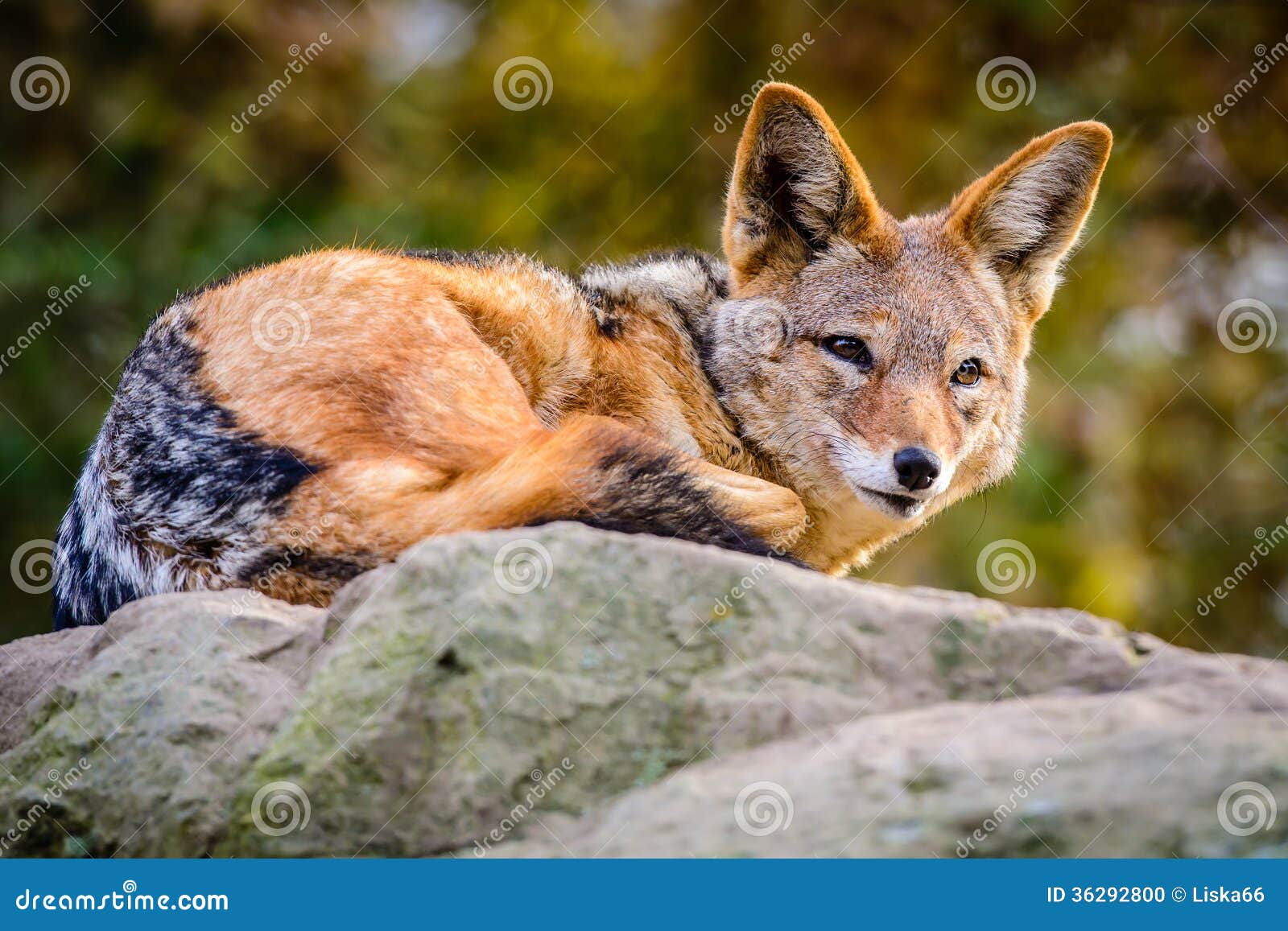 Jackal stock photo. Image of ears, nose, ecology, canis - 36292800