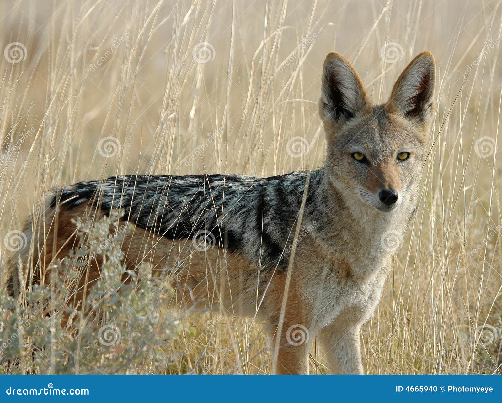 Jackal in brush stock photo. Image of ears, hunter, eyes - 4665940