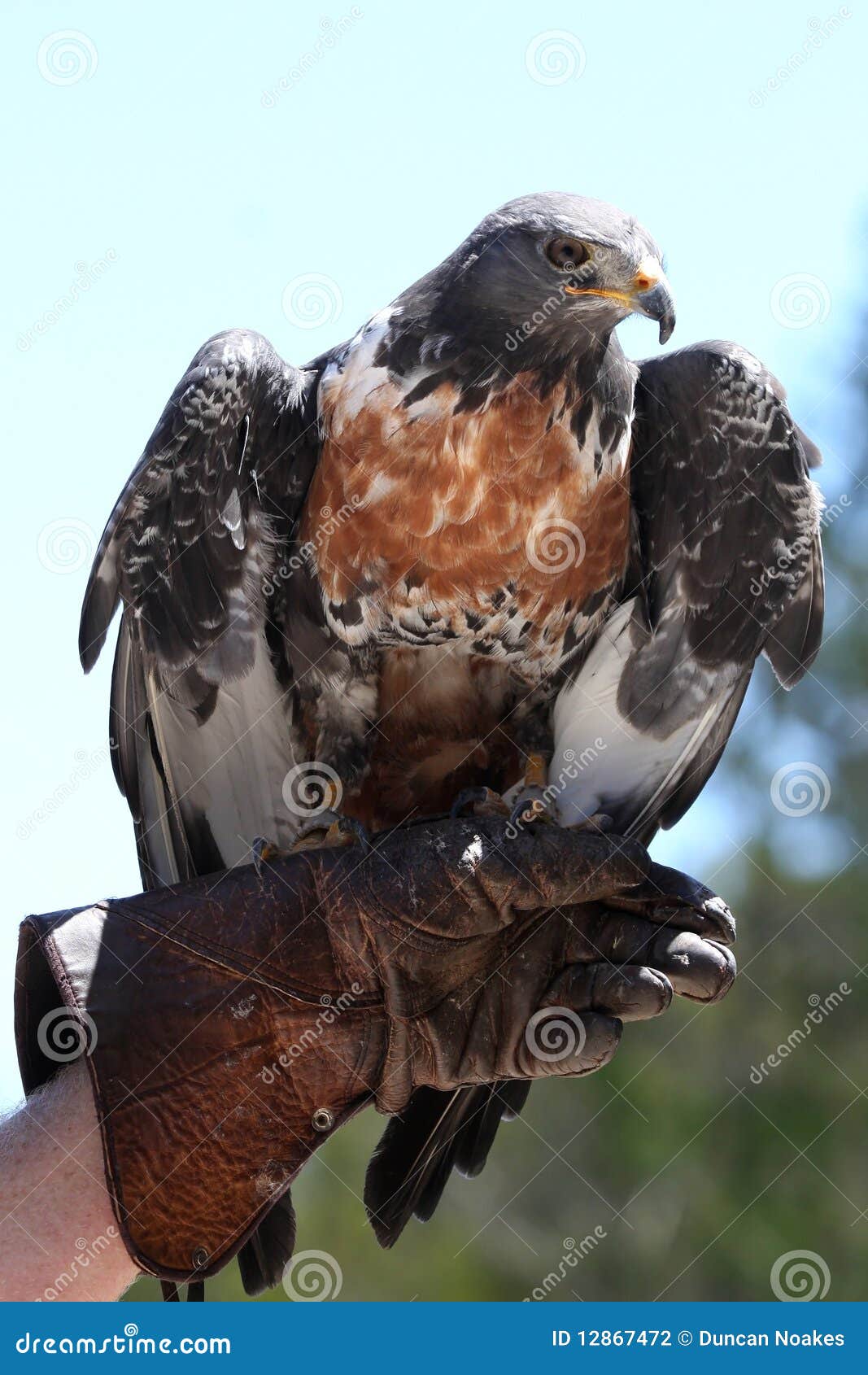 Jackal Buzzard Bird stock photo. Image of bird, buzzard - 12867472