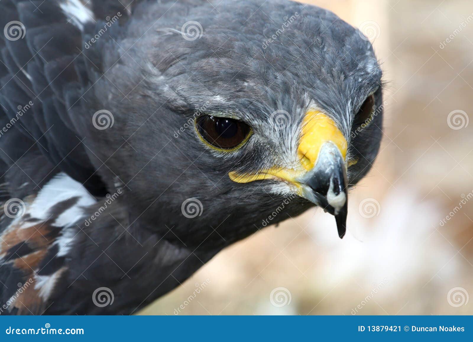 Jackal Buzzard Bird stock image. Image of nature, birdlife - 13879421
