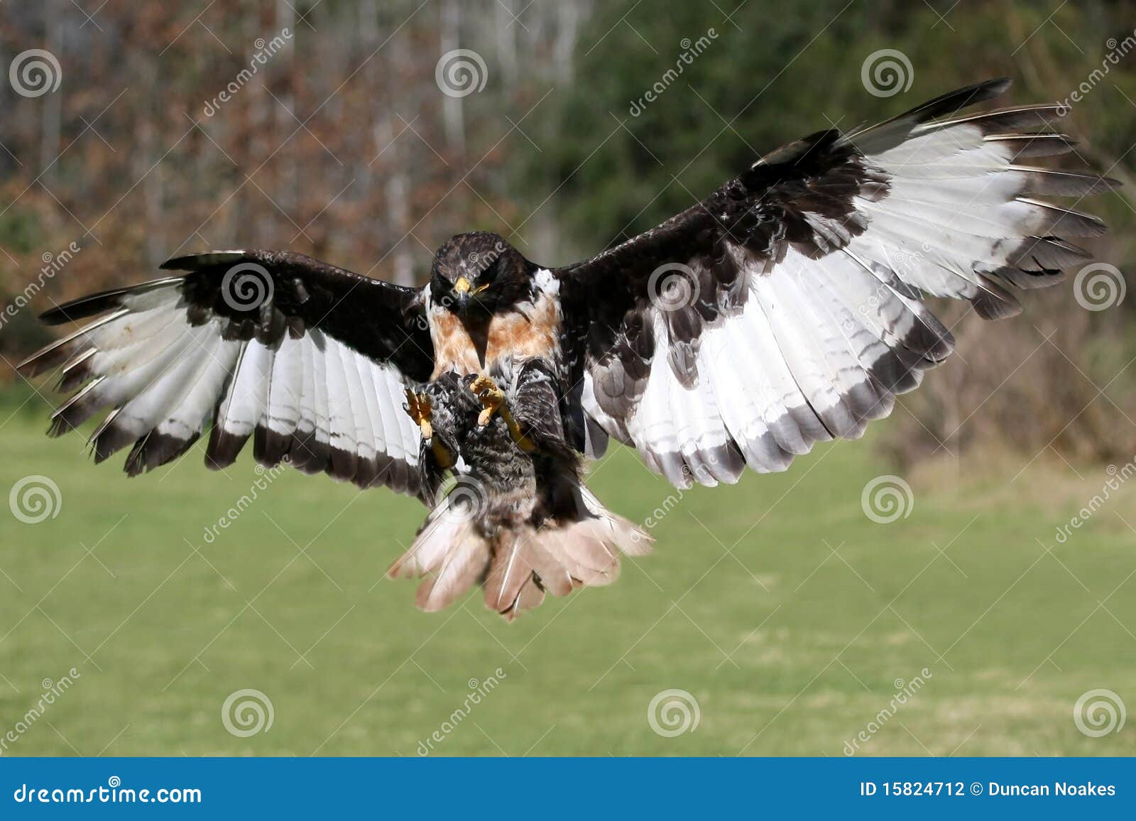 Jackal Buzzard Bird in Flight Stock Photo - Image of predator, wildlife ...