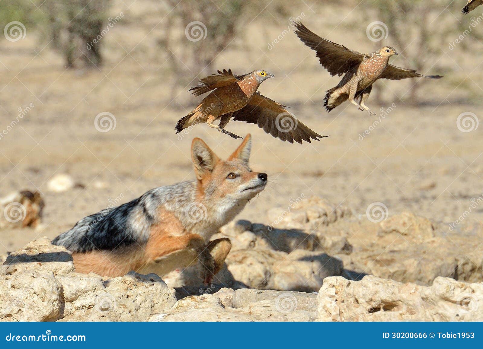 Jackal chasing sand grouse stock photo. Image of grouse - 30200666