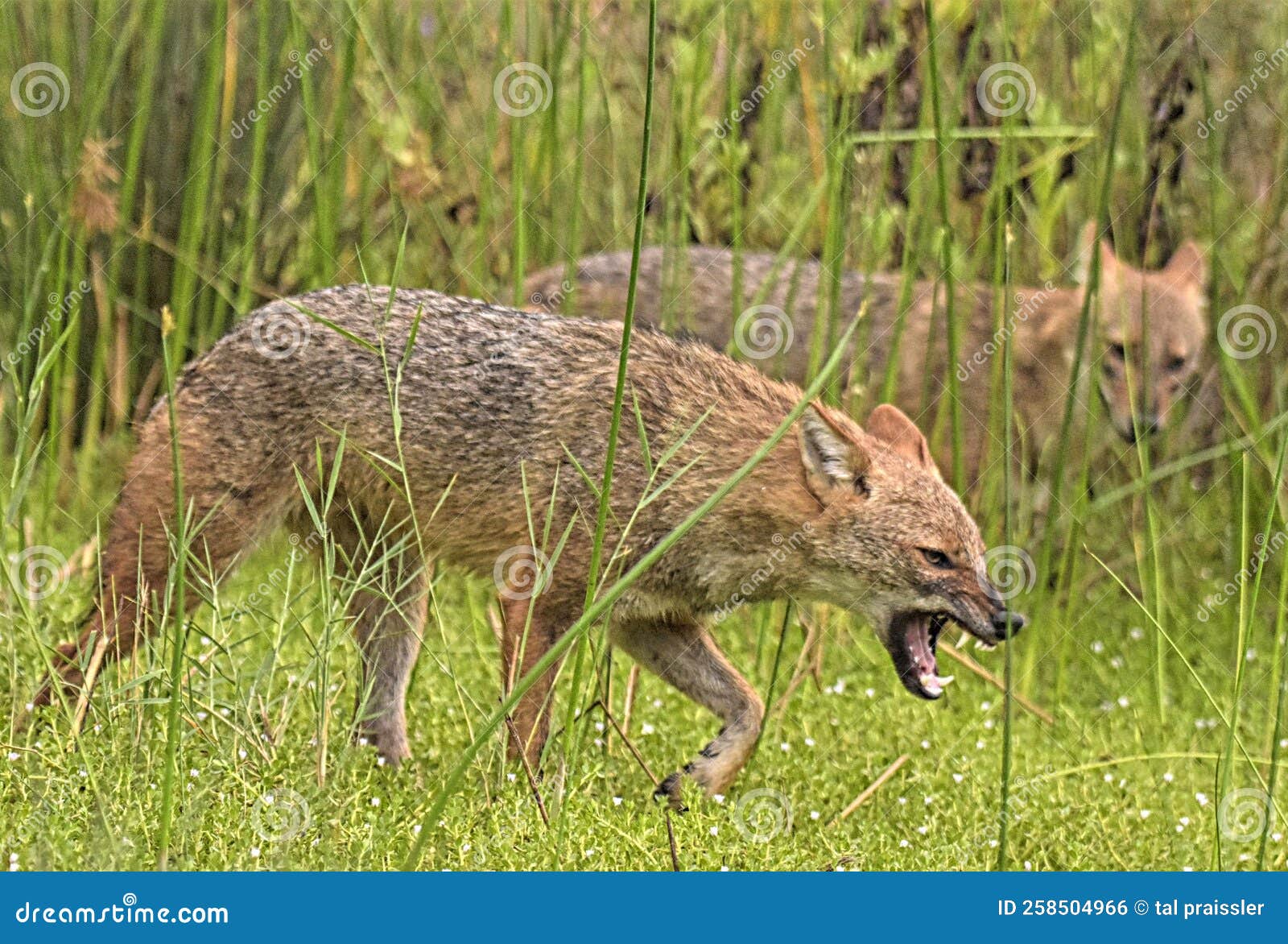 Jackal expose teeth stock photo. Image of expose, behavior - 258504966