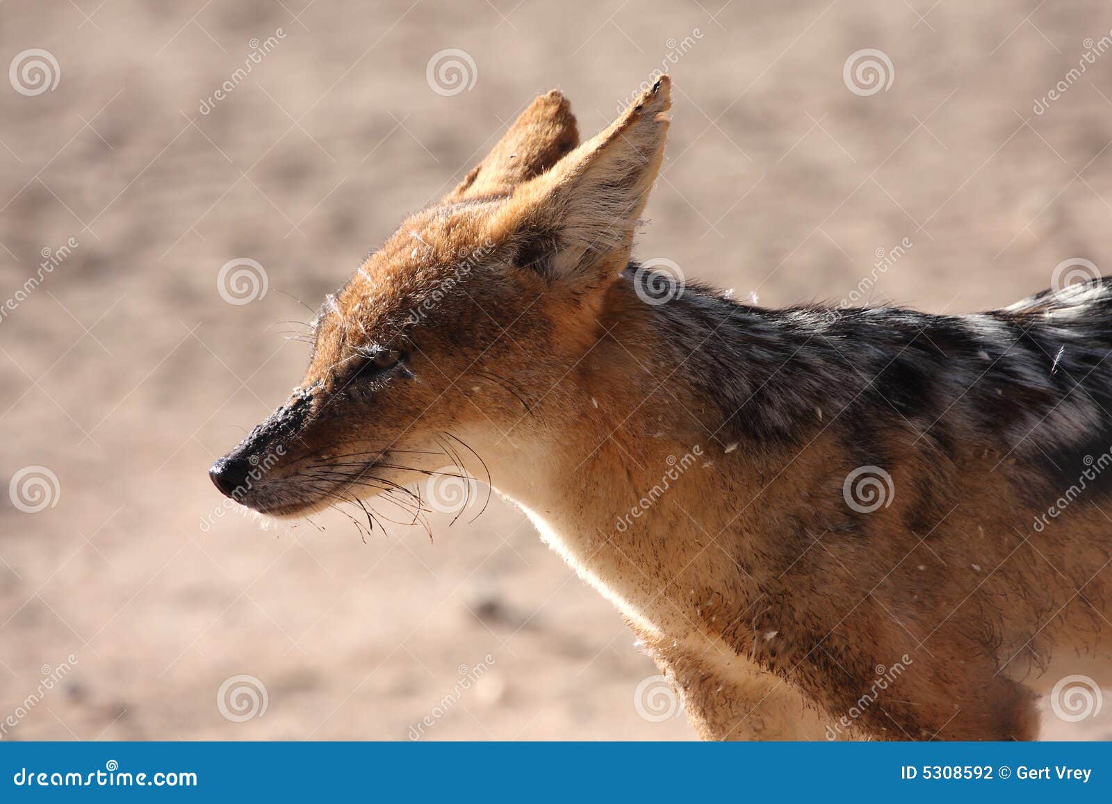 Jackal face stock photo. Image of kalahari, black, predator - 5308592