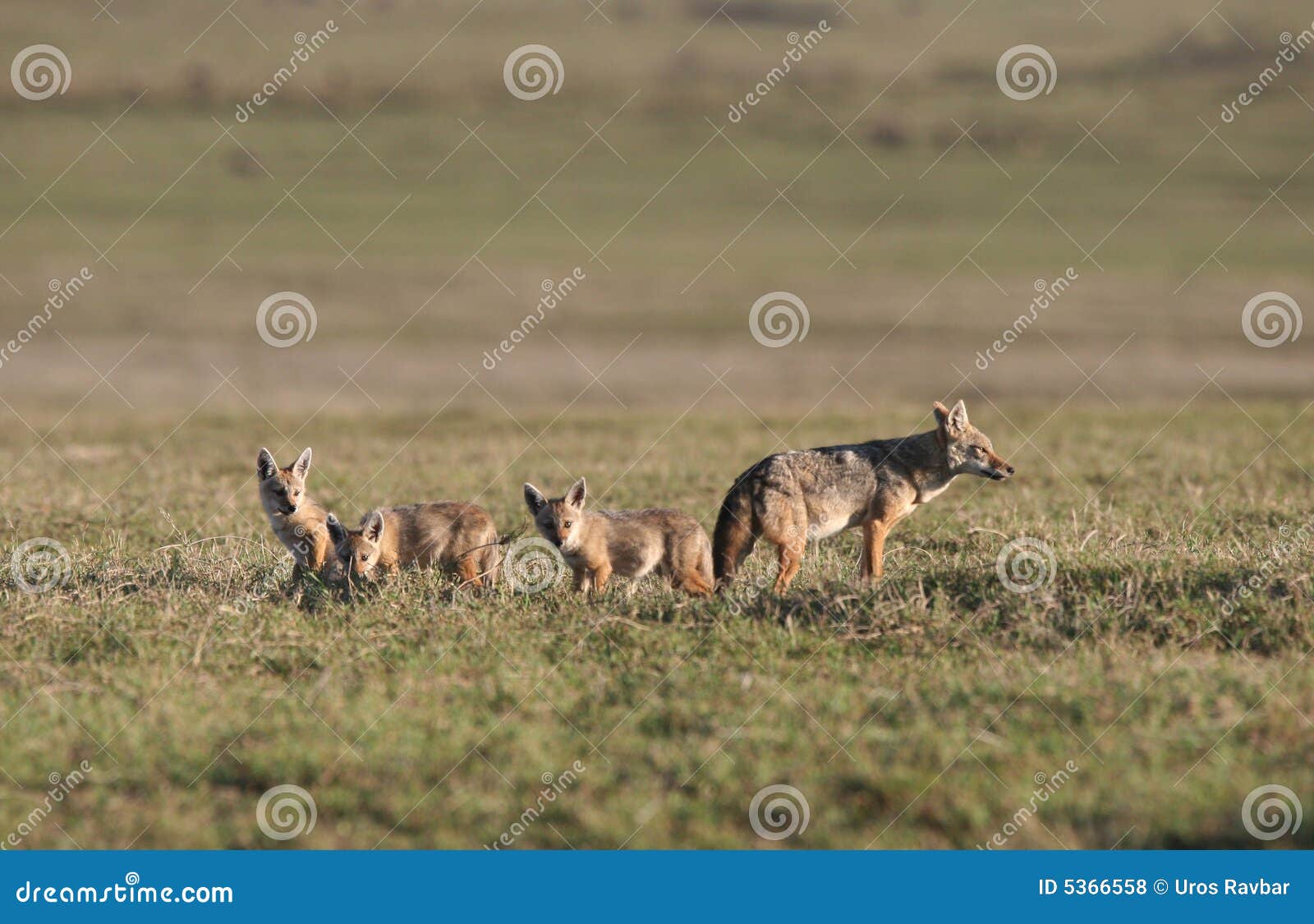 Jackal family stock photo. Image of predator, grass, carnivore - 5366558
