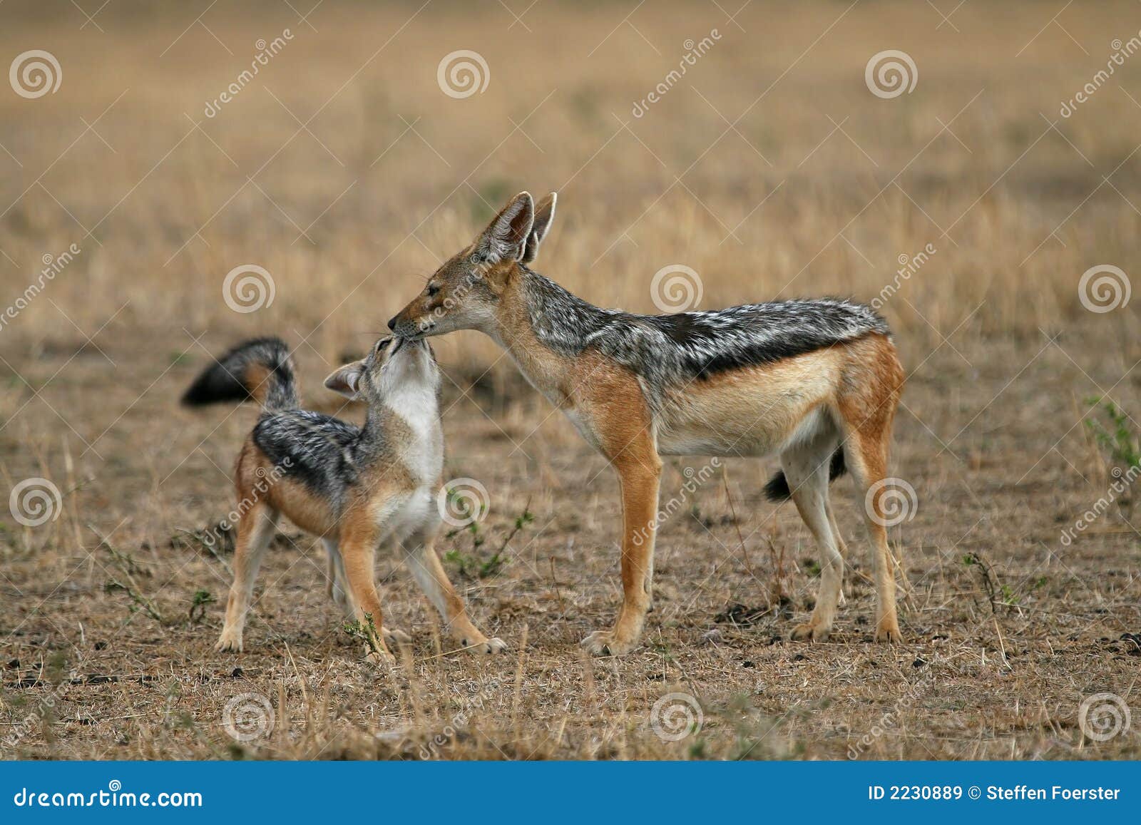 Jackal female and pup stock image. Image of mesomelas - 2230889