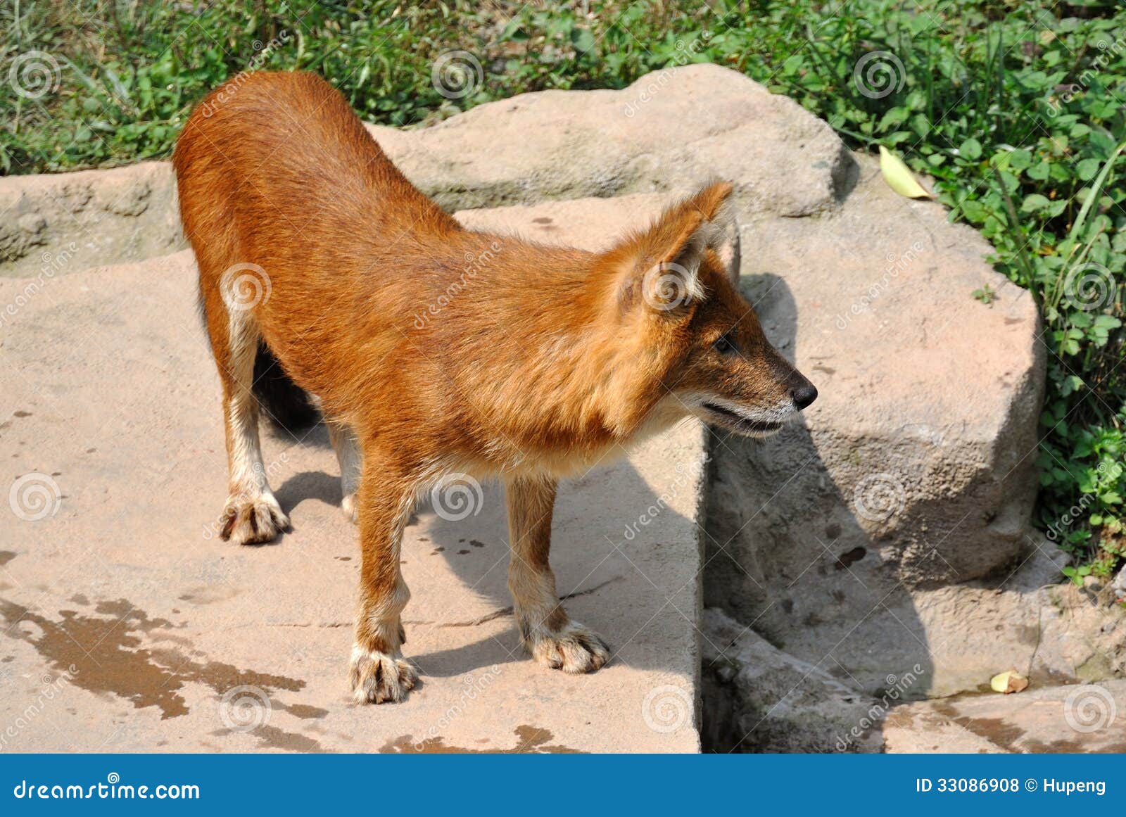 Jackal stock photo. Image of hunter, intimidating, claws - 33086908