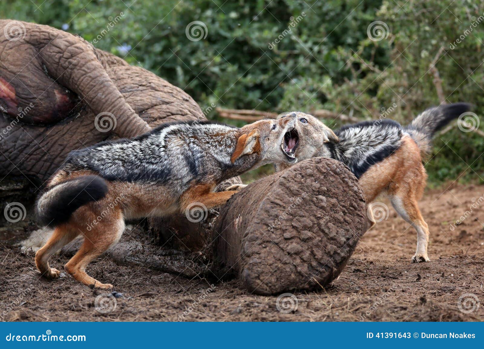 Jackal Fight stock image. Image of safari, hide, aggressive - 41391643