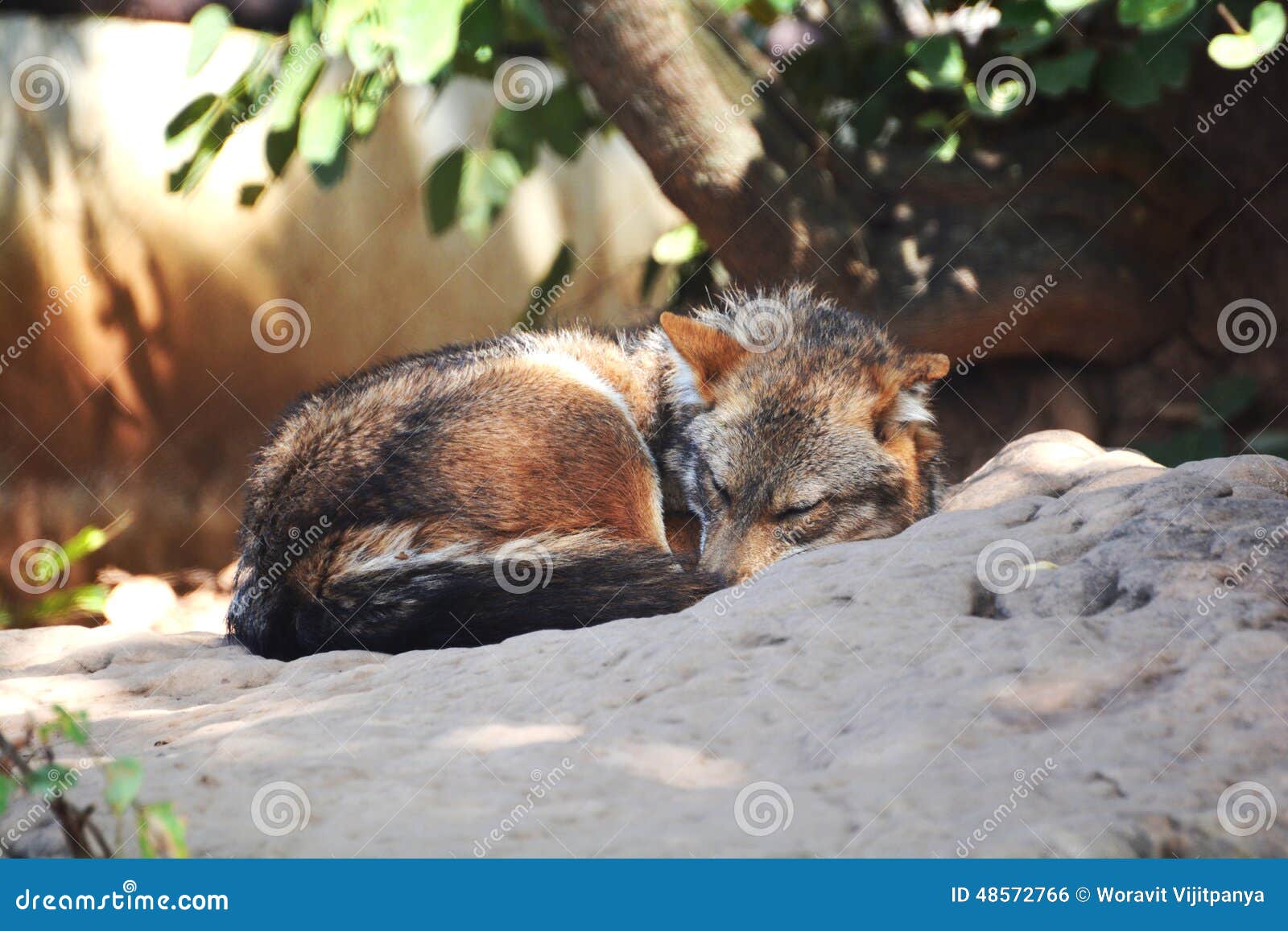 Jackal fox sleep stock photo. Image of cunning, zoopark - 48572766