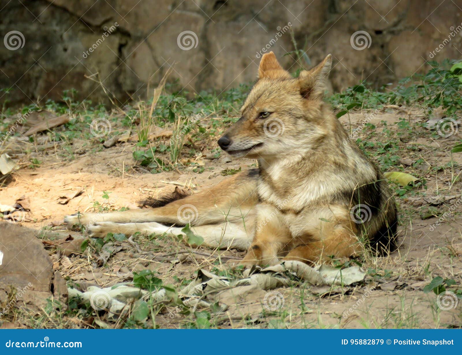 The Jackal stock image. Image of canis, desert, habitat - 95882879