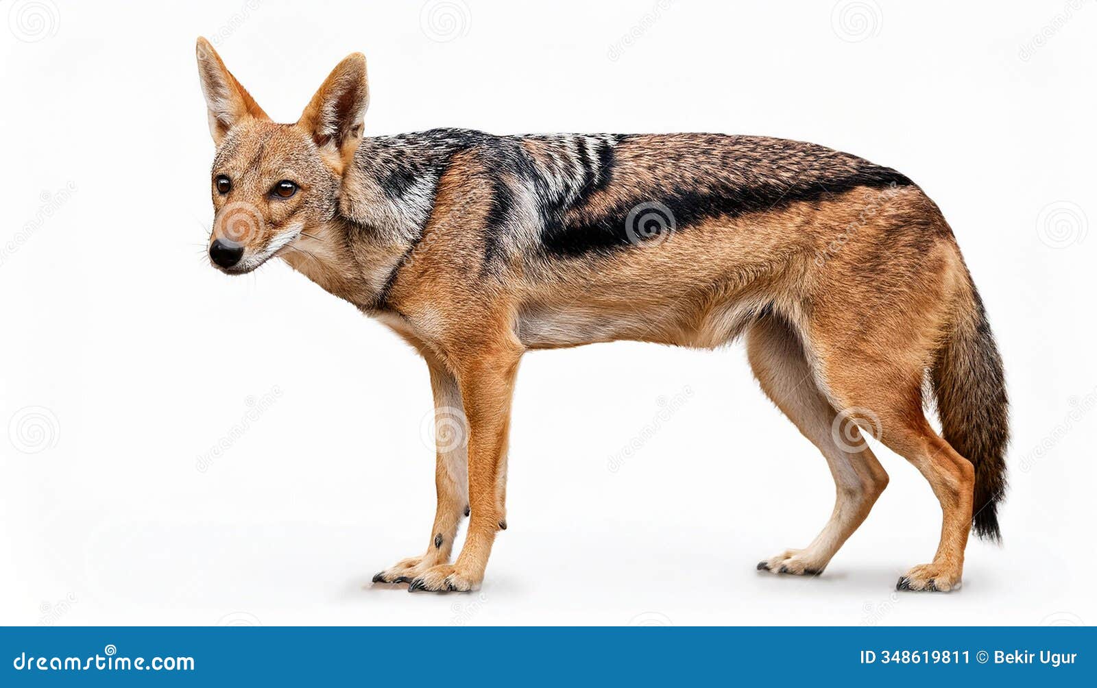 Jackal, Isolated On A White Background. Royalty-Free Stock Photo ...