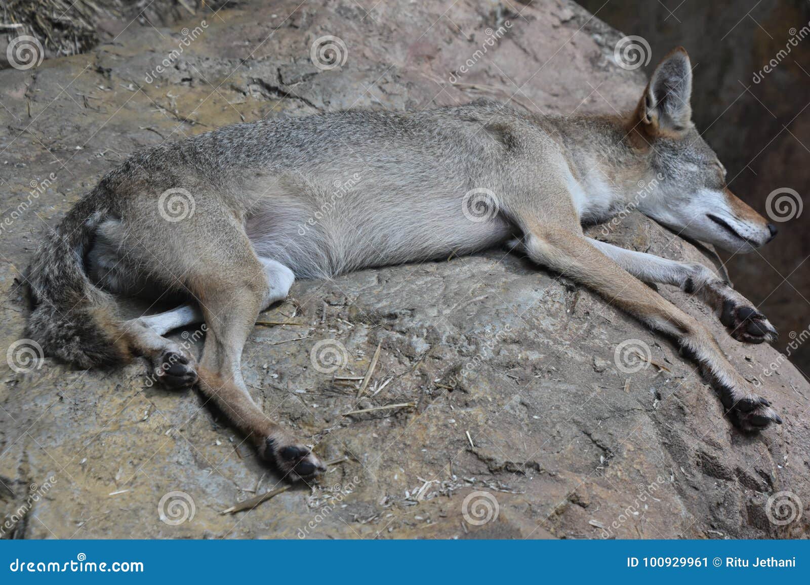 A Jackal stock image. Image of outdoor, standing, animal - 100929961