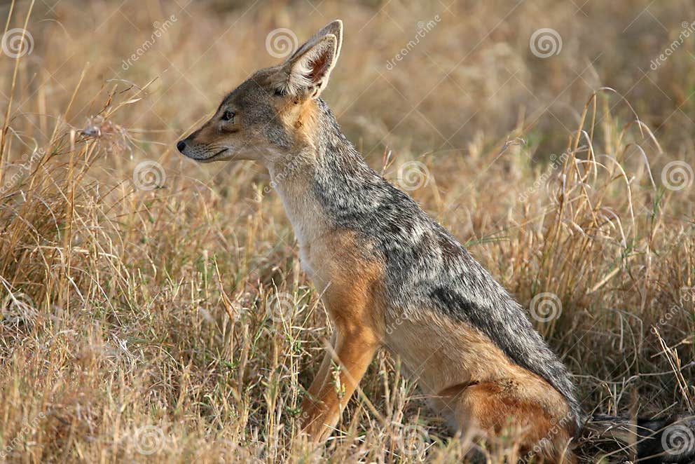 Jackal in Kenya stock photo. Image of wild, kenya, nature - 10679168
