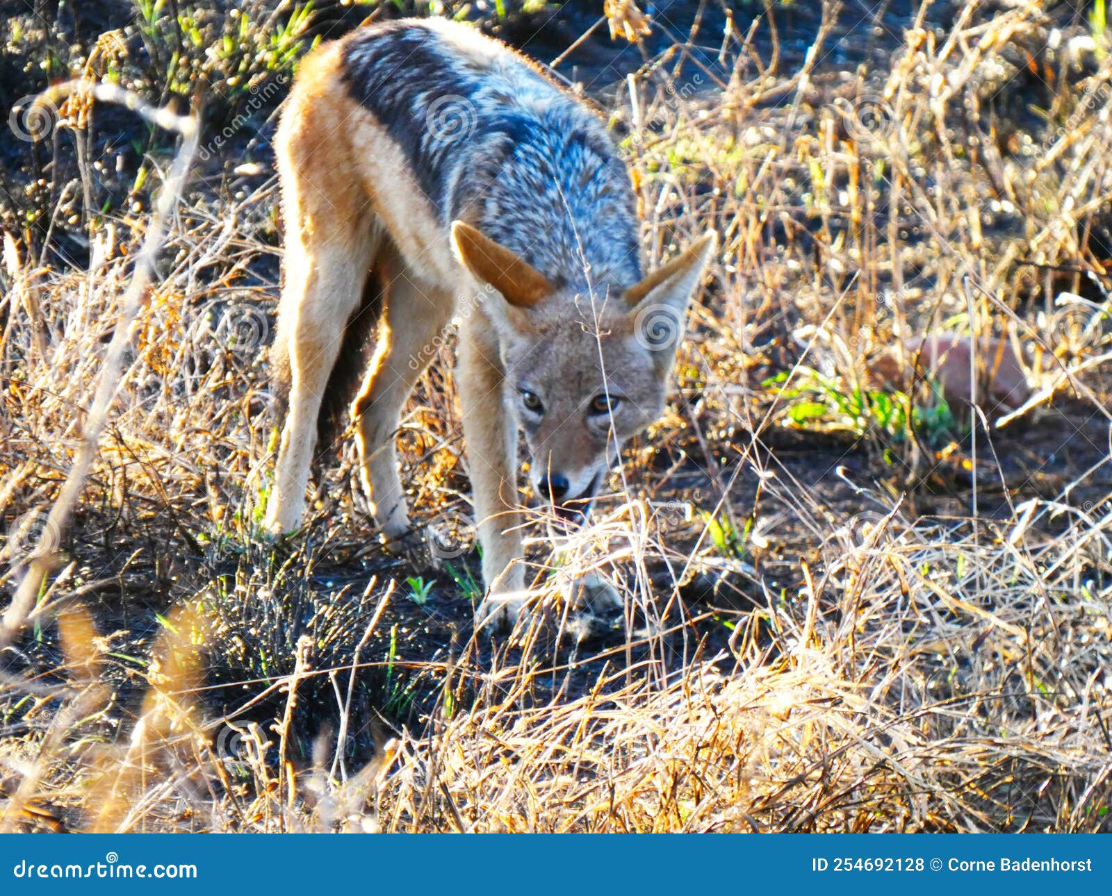 Jackal at kill so pretty stock photo. Image of wildlife - 254692128