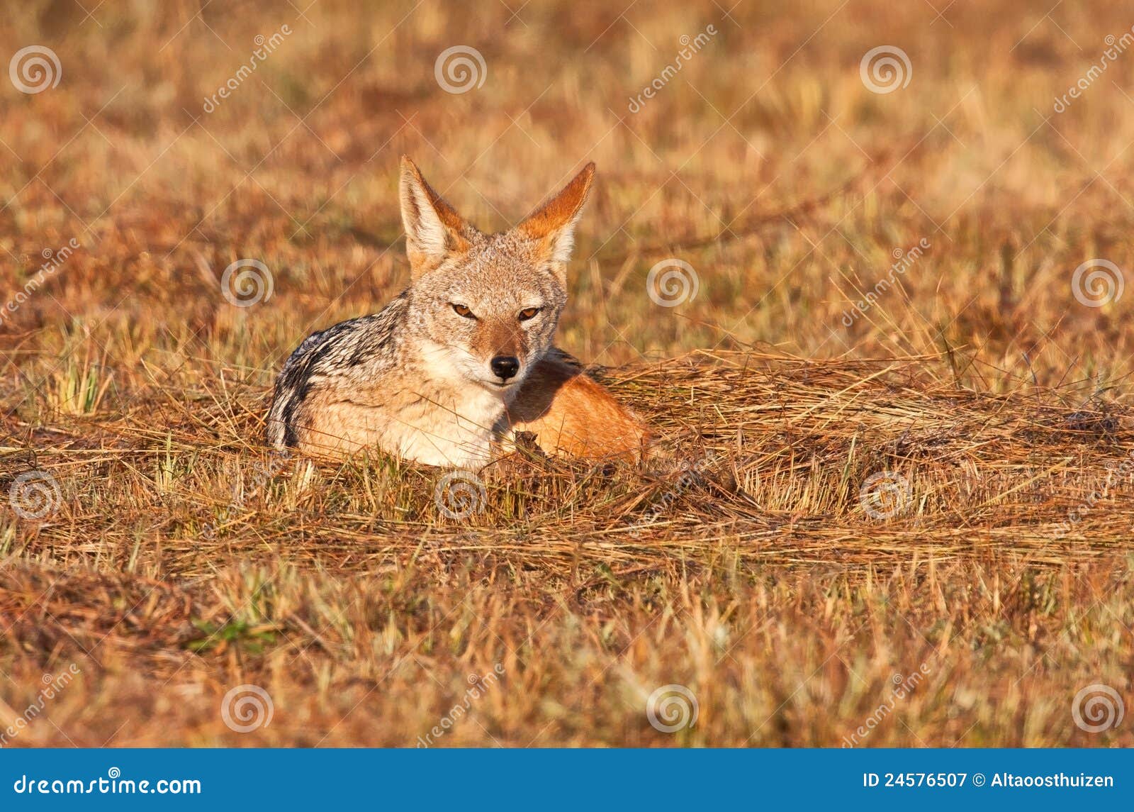 Jackal lying in the grass stock image. Image of hair - 24576507
