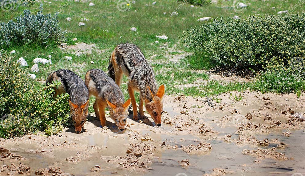 Jackal Mother and Cubs Having a Drink Stock Image - Image of outdoor ...