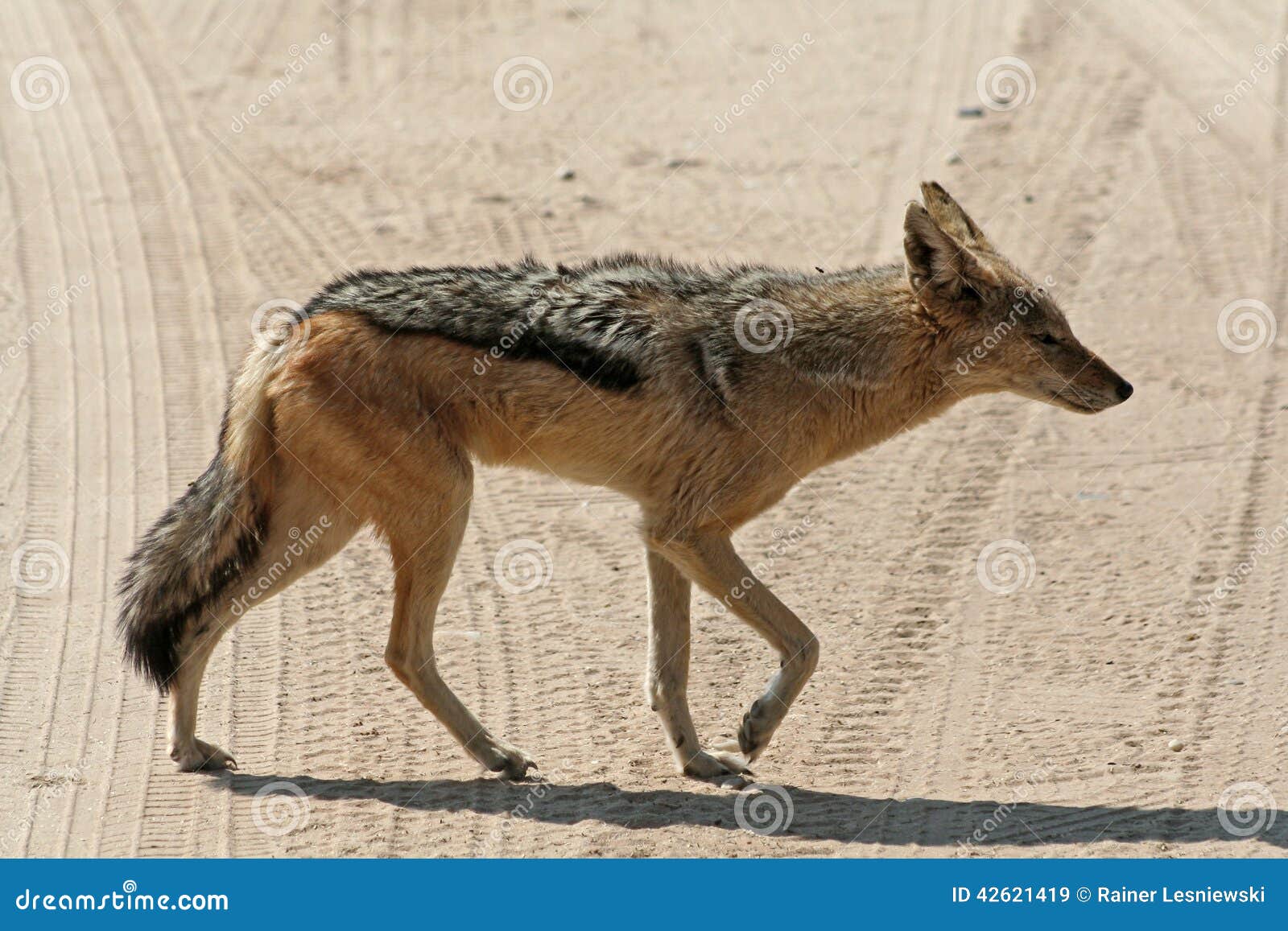 Jackal, namibia stock image. Image of canine, behavior - 42621419