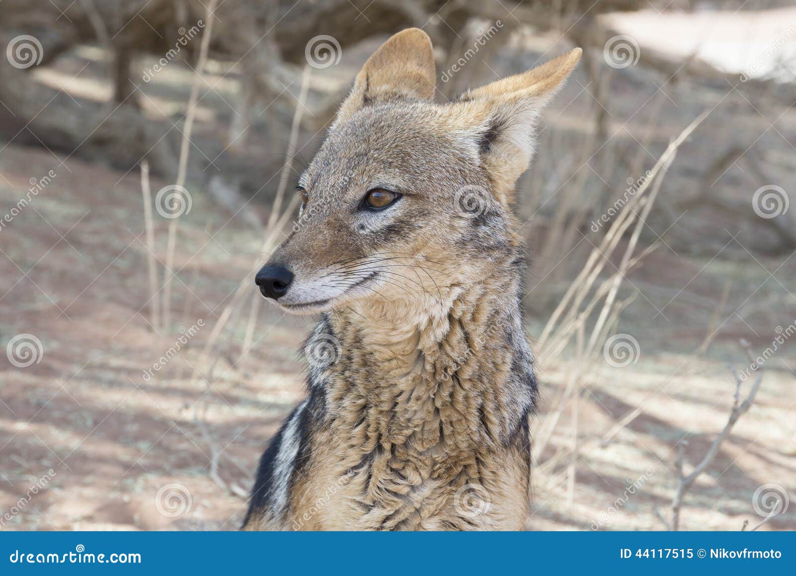 Jackal stock image. Image of sossusvlei, park, africa - 44117515