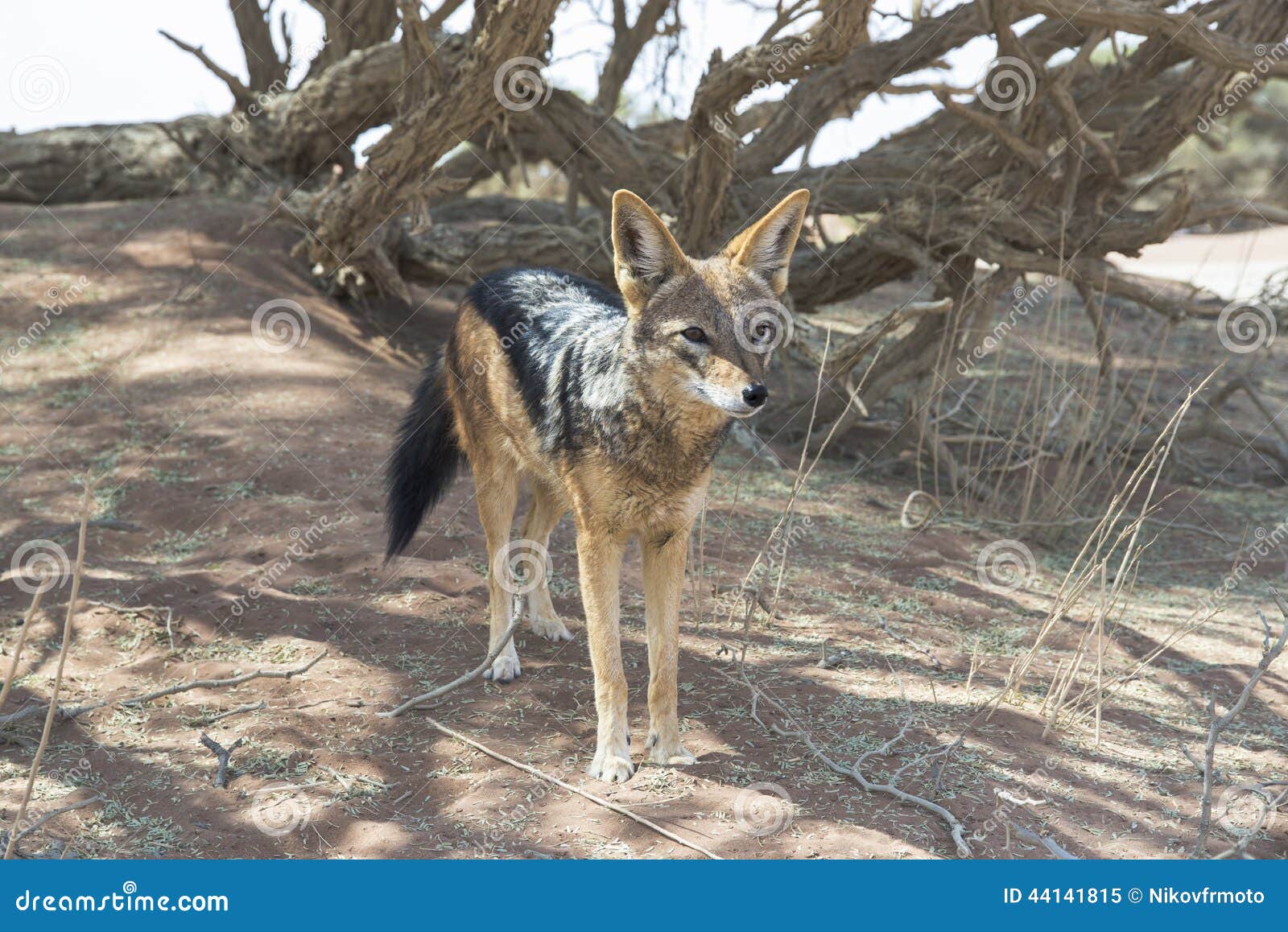 Jackal stock image. Image of natural, predator, hunter - 44141815