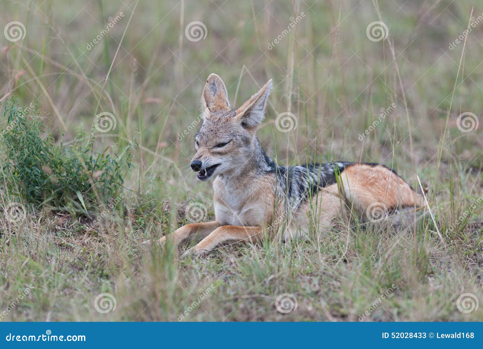 Jackal stock image. Image of jackal, africa, wilderness - 52028433