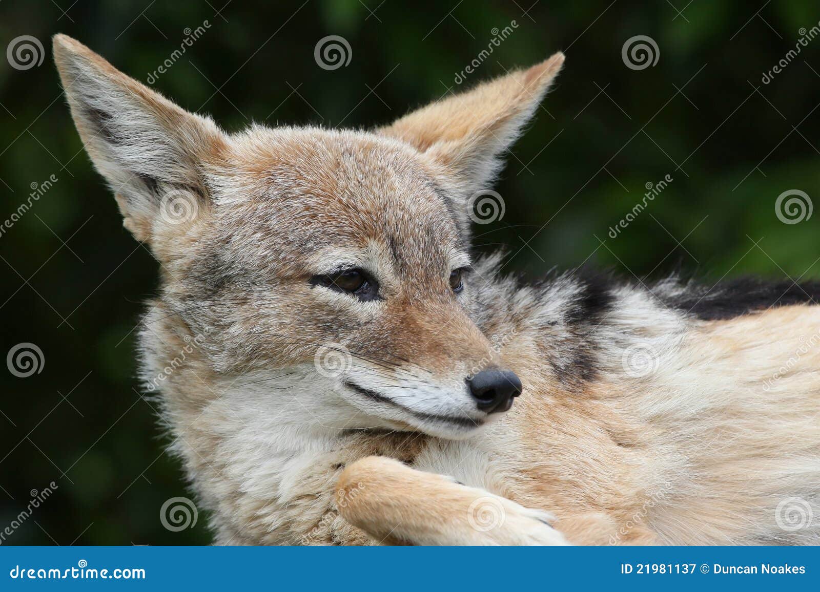 Jackal Portrait stock image. Image of nature, wild, animal - 21981137