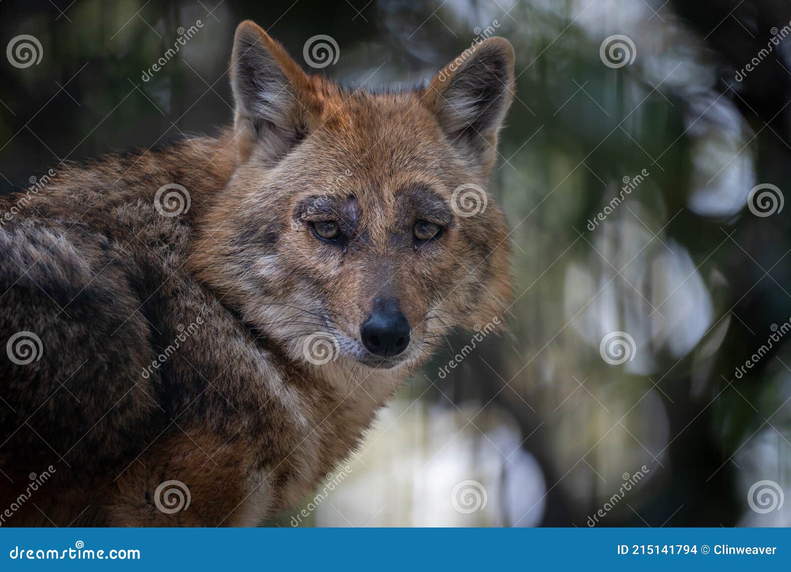 Jackal Portrait in Zoo stock photo. Image of face, animal - 215141794