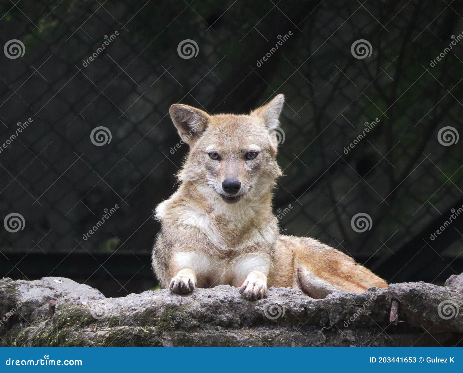 Jackal Posing for a Camera. Stock Image - Image of africa, mesomelas ...