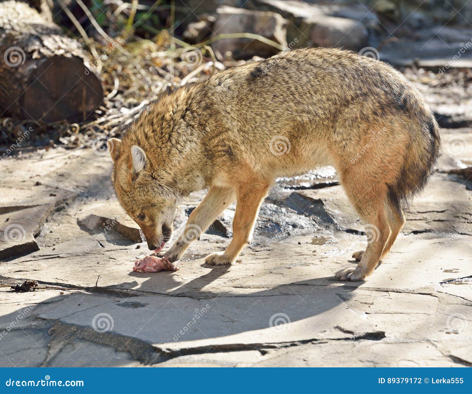 Jackal with prey stock photo. Image of mammalia, habitat - 89379172