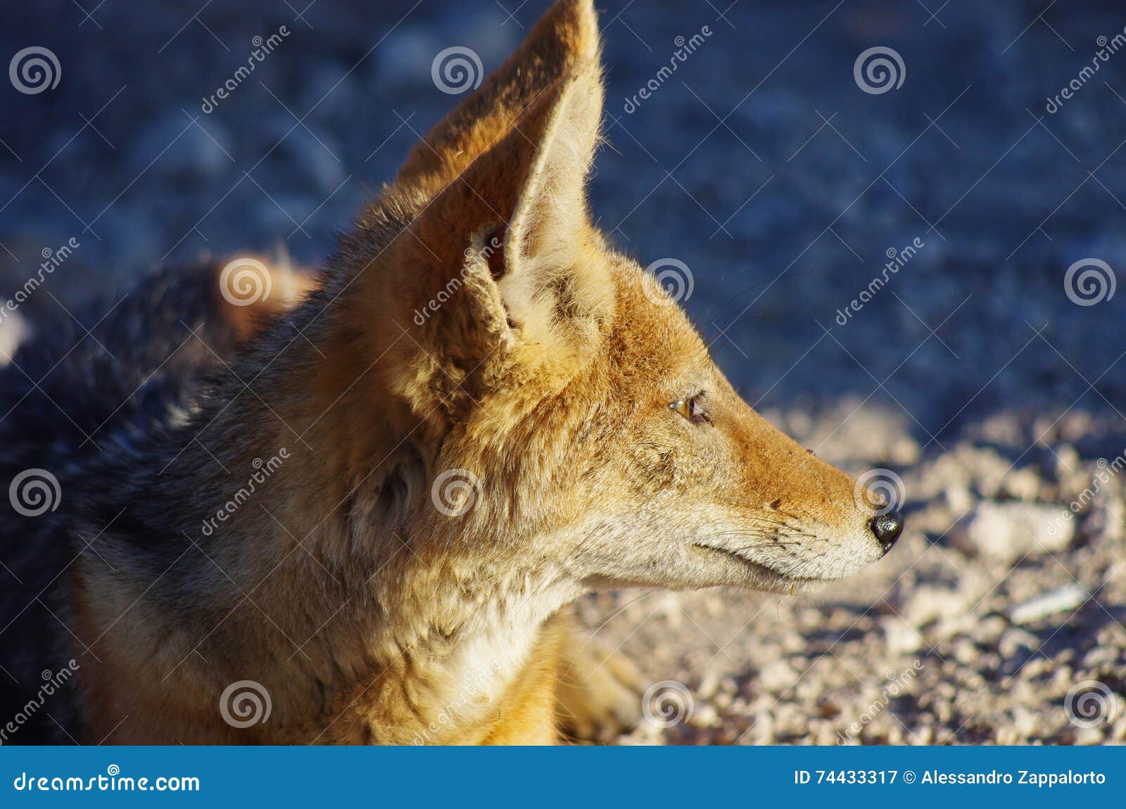 Jackal profile stock image. Image of safari, animal, africa - 74433317