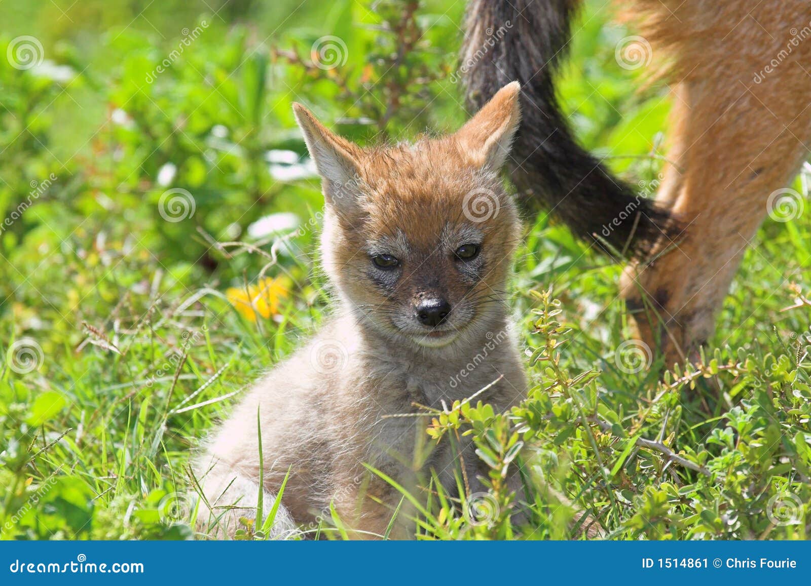 Jackal Pup stock image. Image of howling, blur, pups, scavenger - 1514861