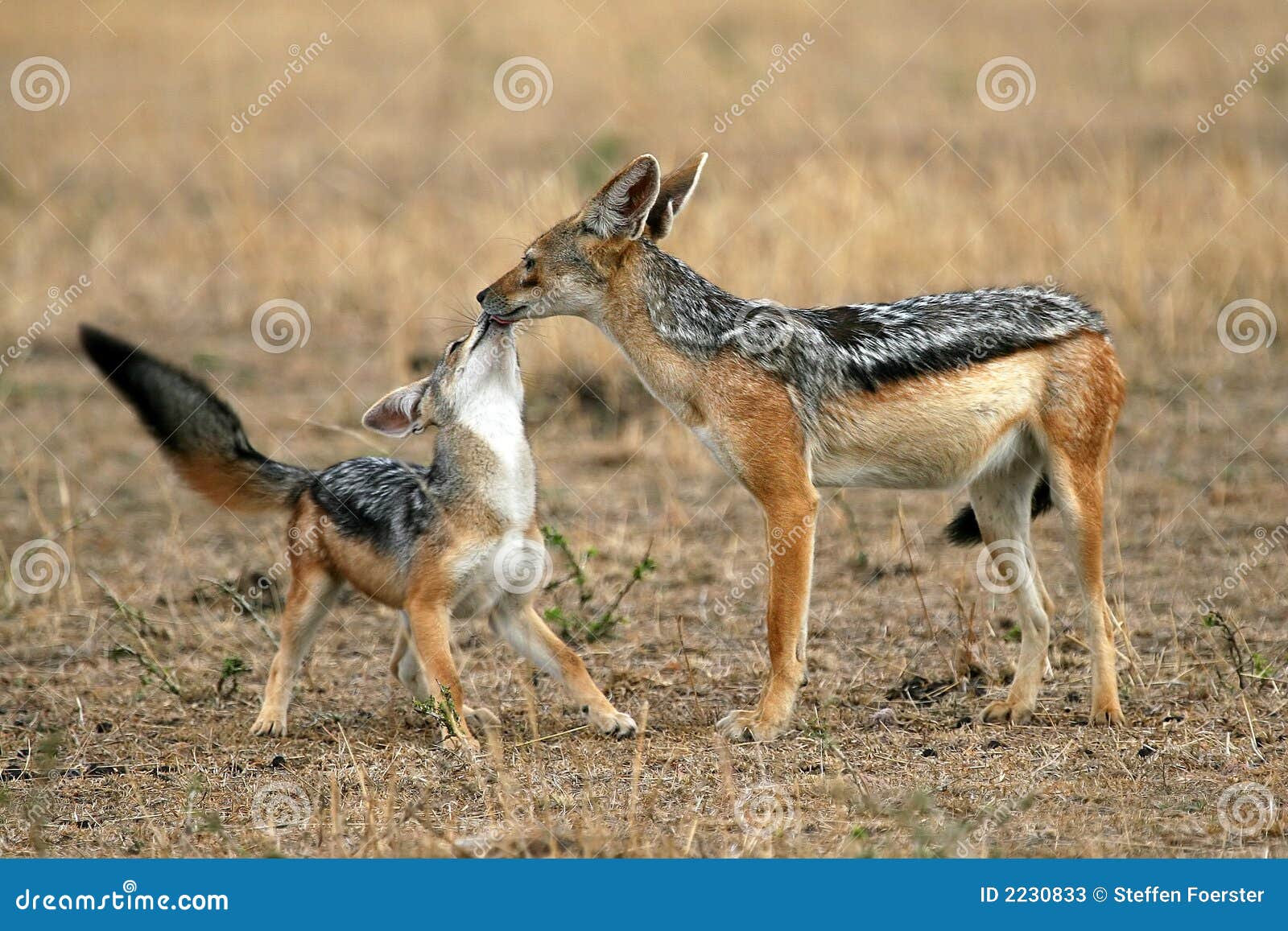 Jackal and Pup stock image. Image of africa, licking, mother - 2230833
