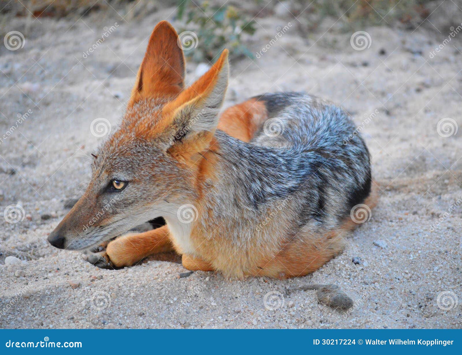 Jackal resting stock photo. Image of survivor, jackal - 30217224