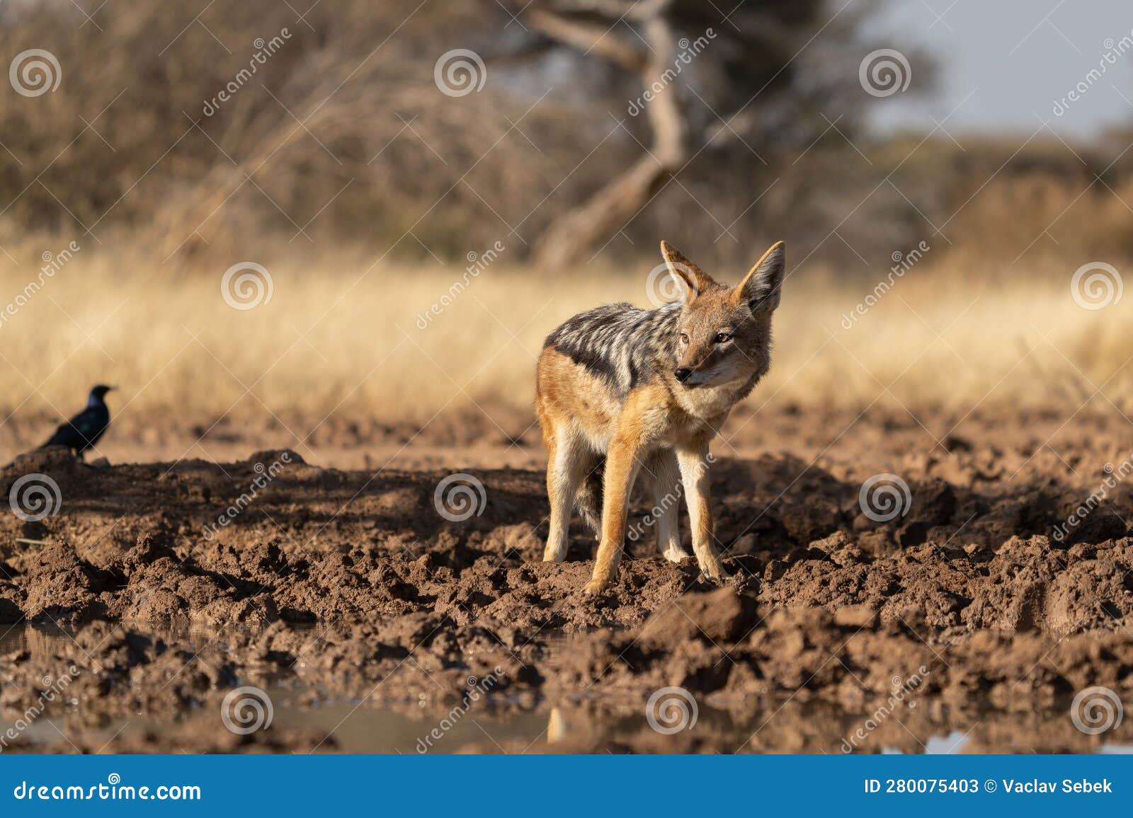 A jackal stock image. Image of black, grasslands, etosha - 280075403