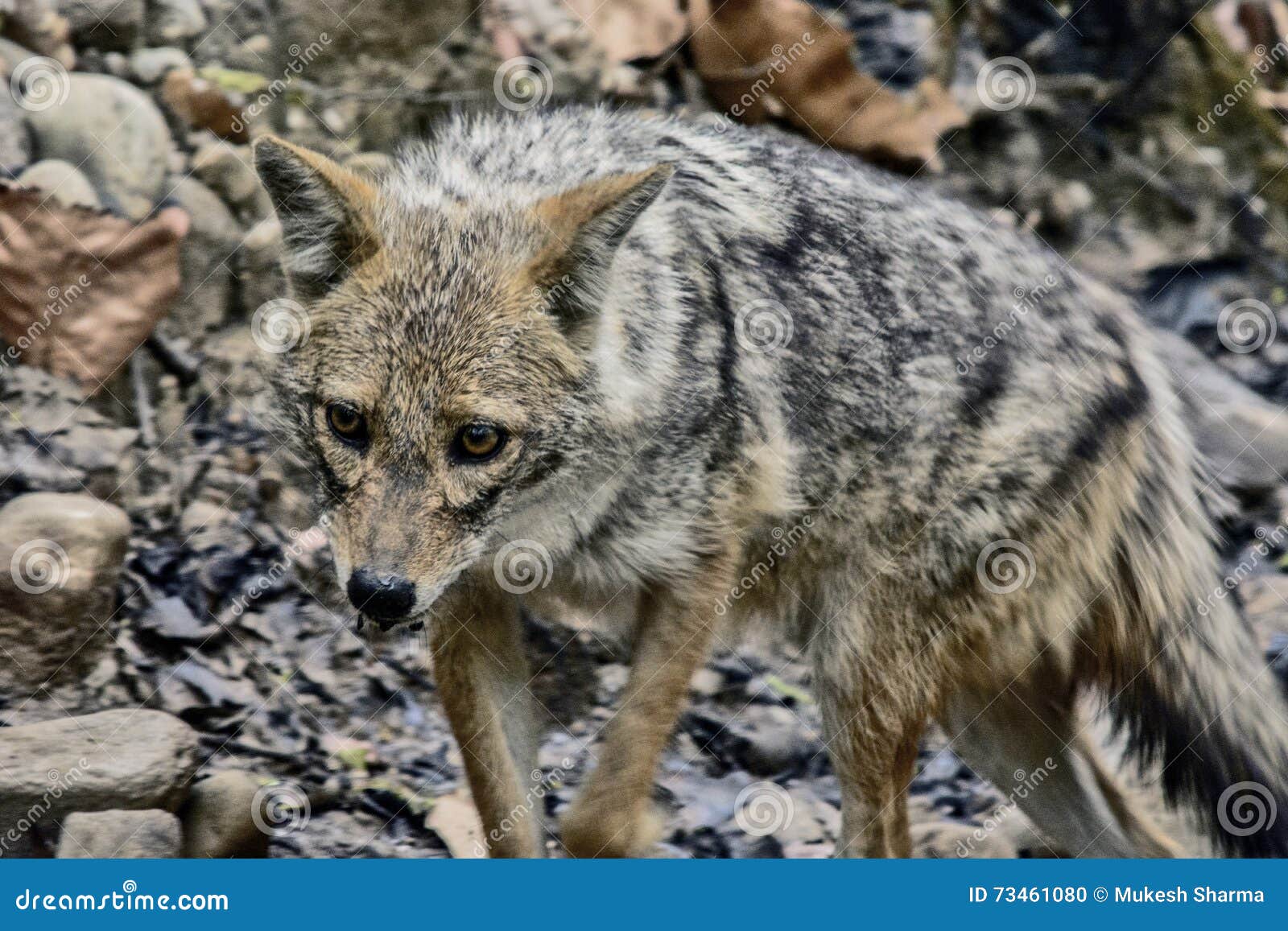 Jackal stock photo. Image of forest, skin, wildlife, canidae - 73461080