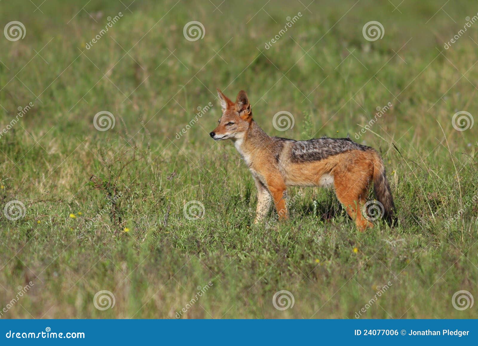 Jackal side on stock photo. Image of addo, attack, close - 24077006