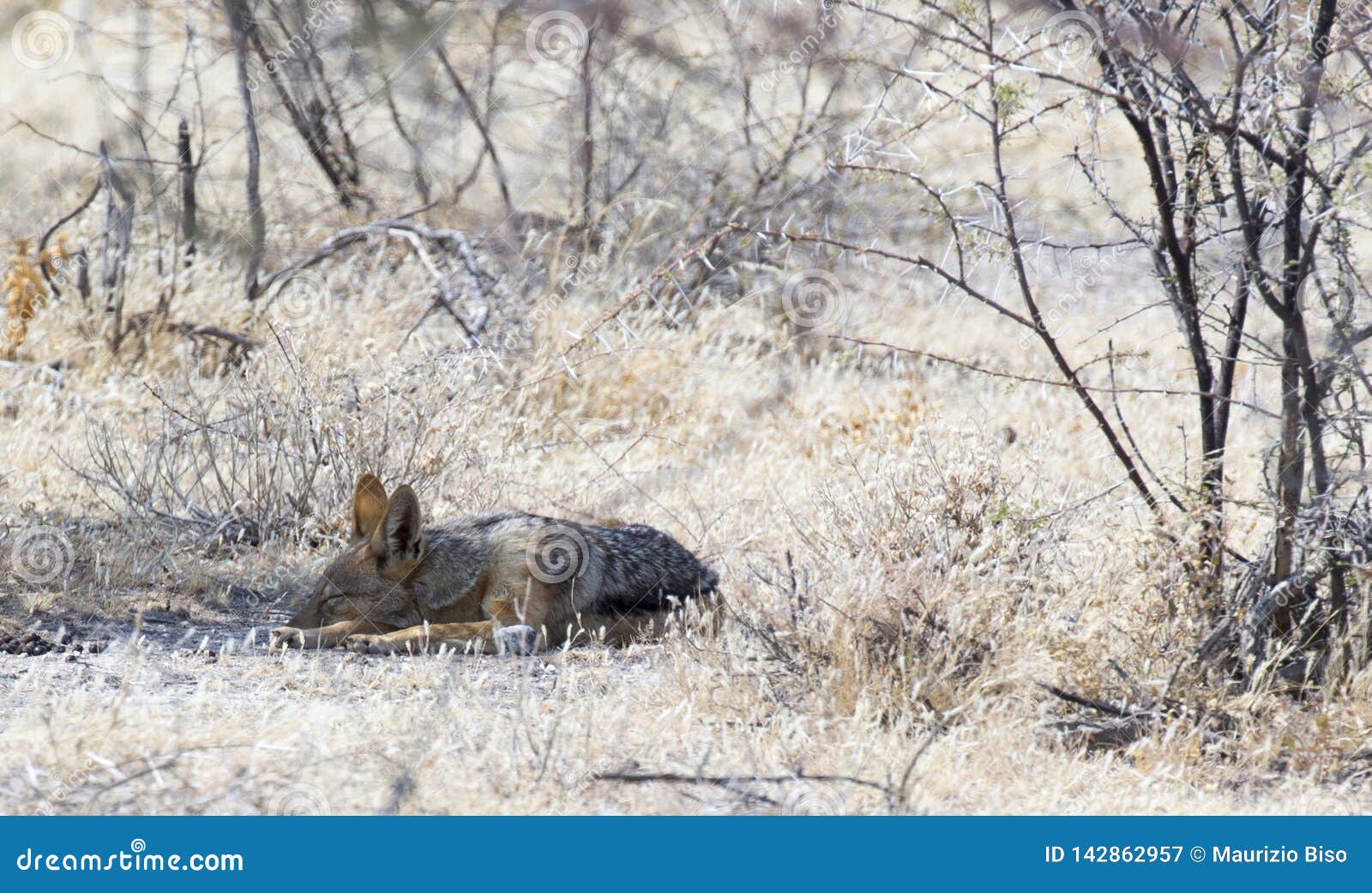 A Jackal Sleeping in the Desert Stock Image - Image of black, predator ...