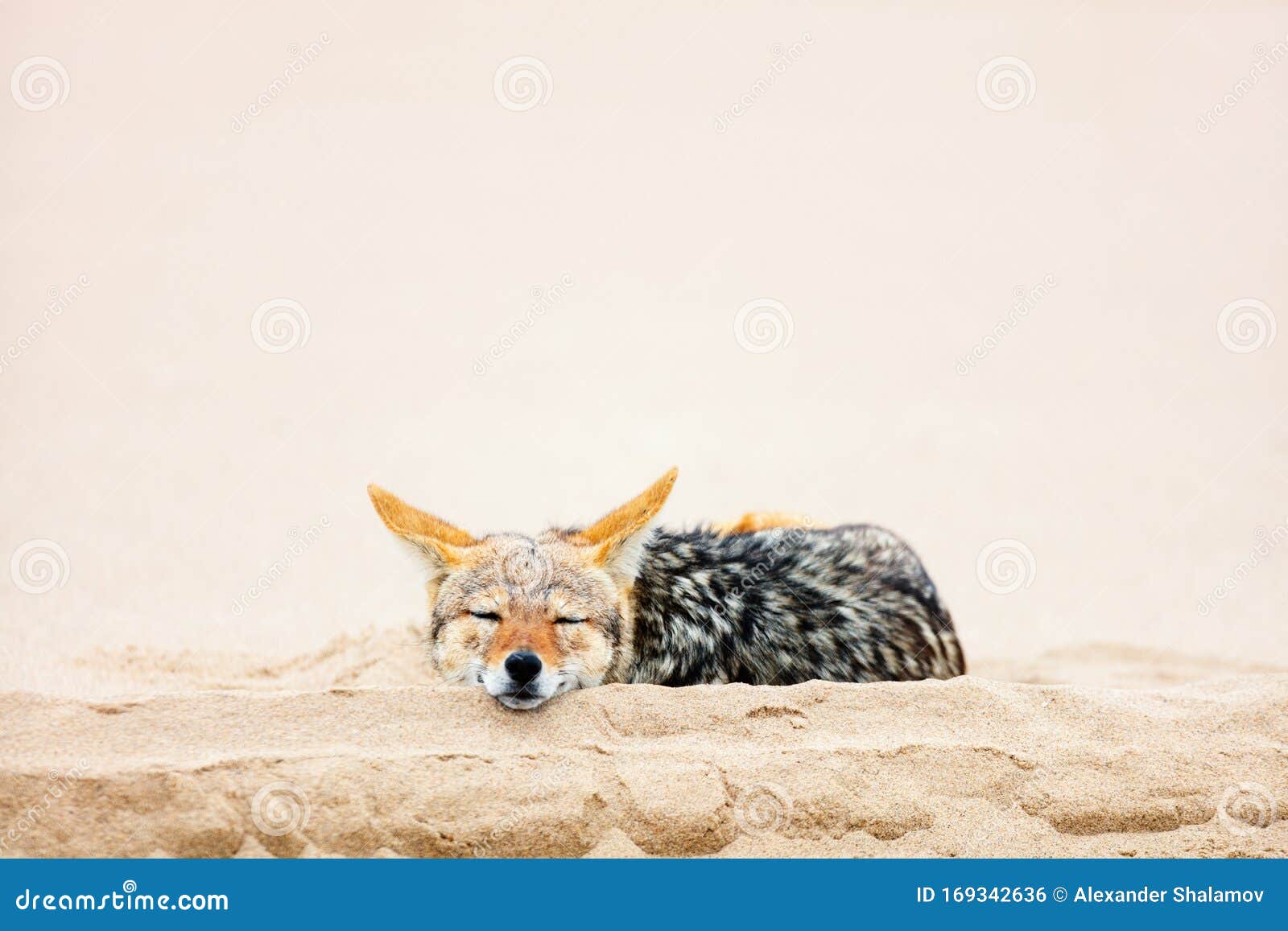 Jackal sleeping on sand stock photo. Image of mammal - 169342636