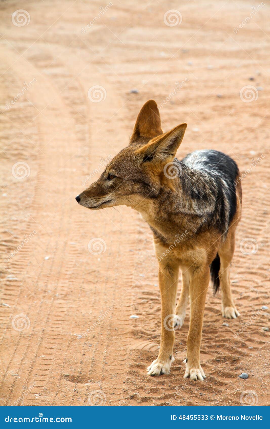 Jackal in the Sossusvlei Desert, Namibia Stock Image - Image of ...