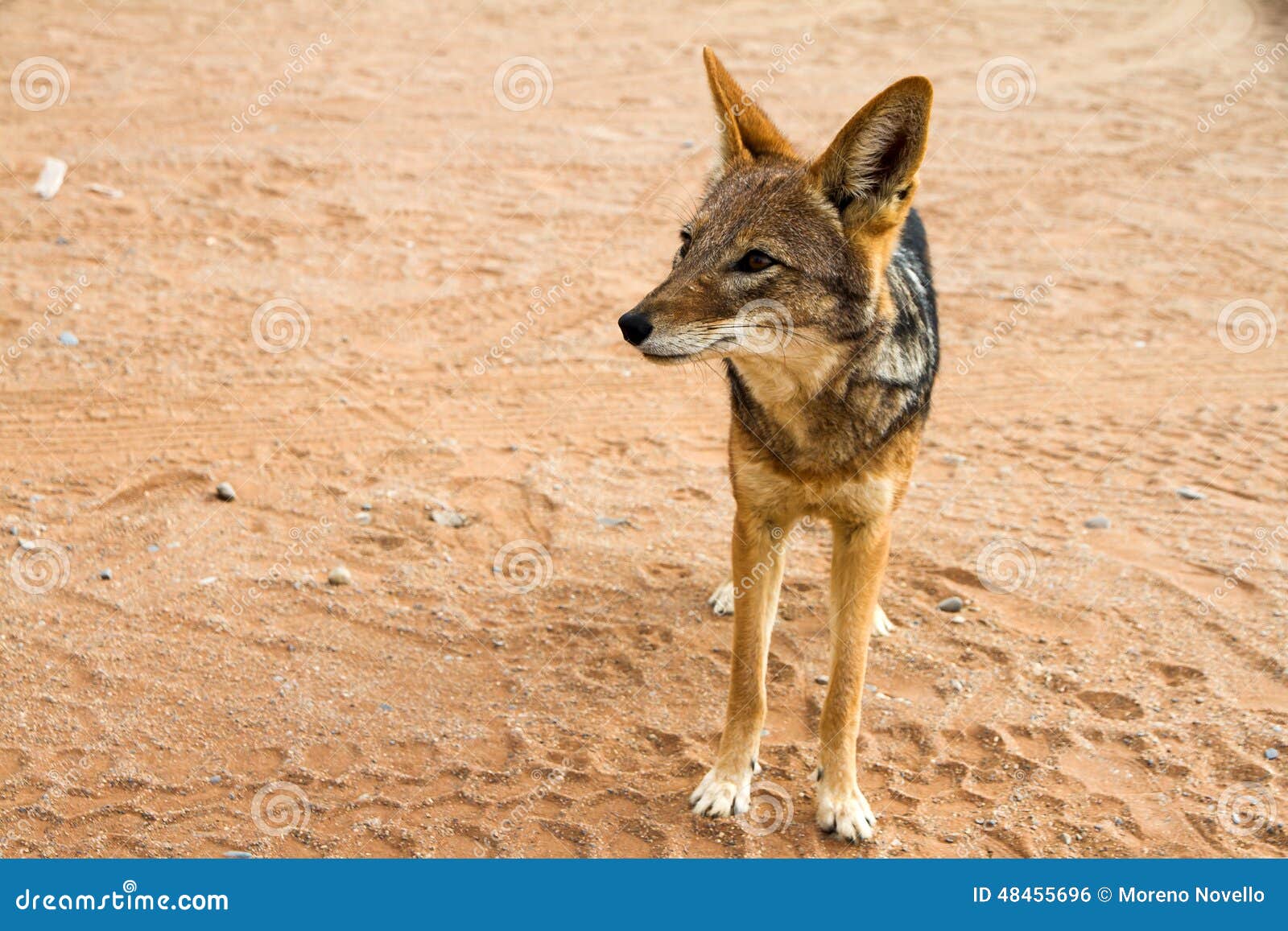 Jackal in the Sossusvlei Desert, Namibia Stock Photo - Image of etosha ...