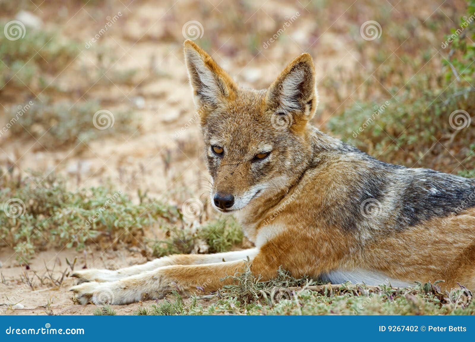 Jackal Stare stock photo. Image of paws, masculine, looking - 9267402