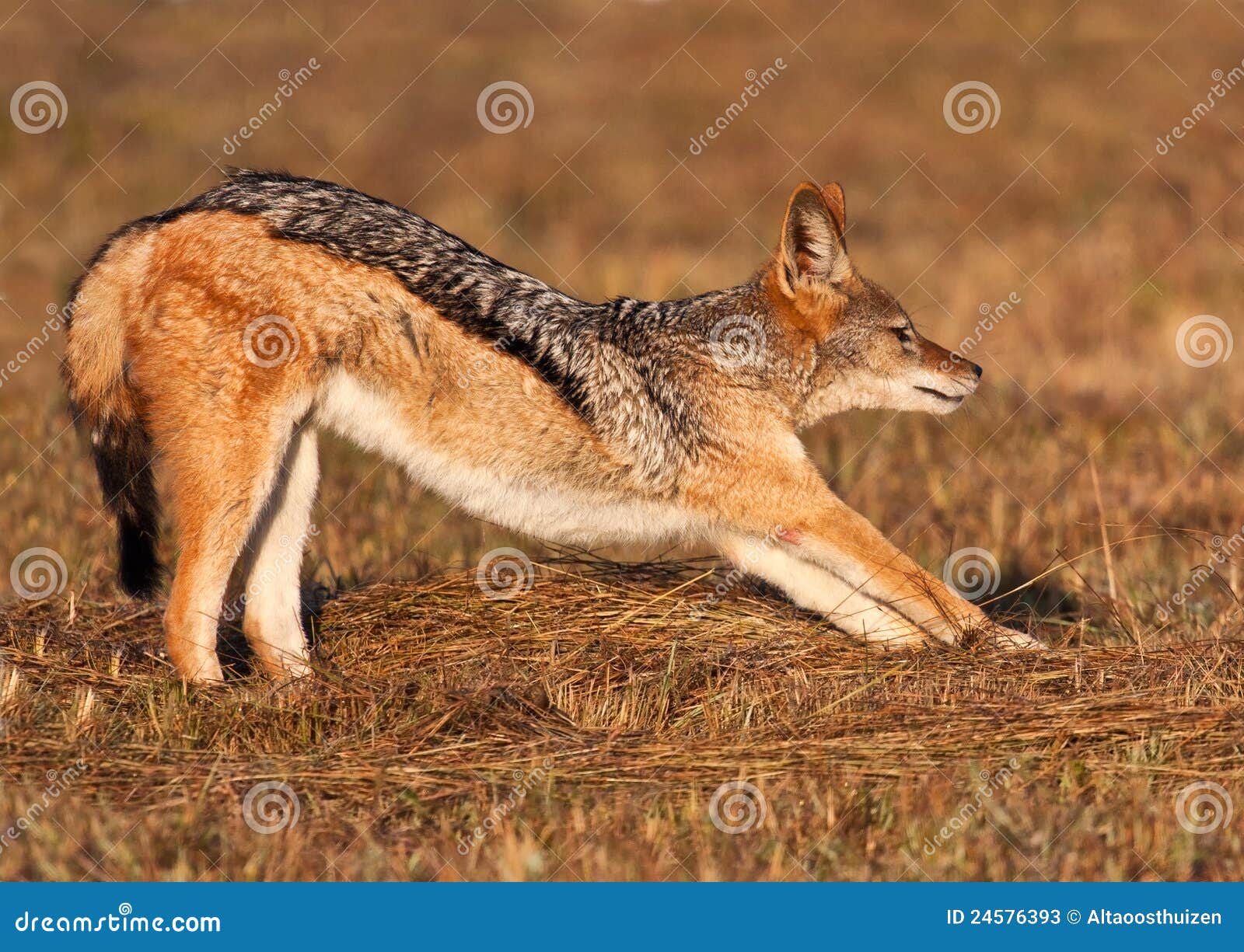 Jackal Stretching after a Morning Snooze Stock Image - Image of ecology ...