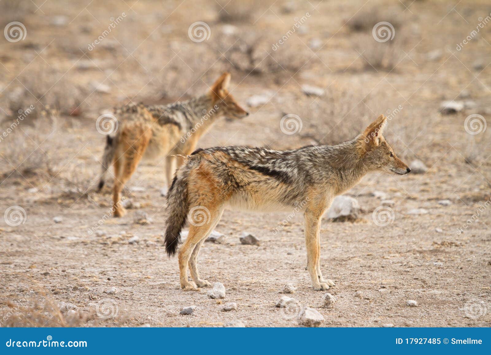 Jackals