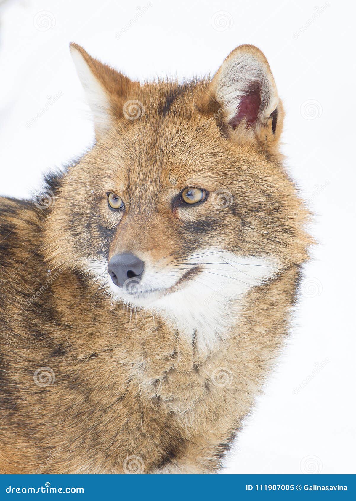 Jackal. stock image. Image of yellow, jackal, wool, predator - 111907005