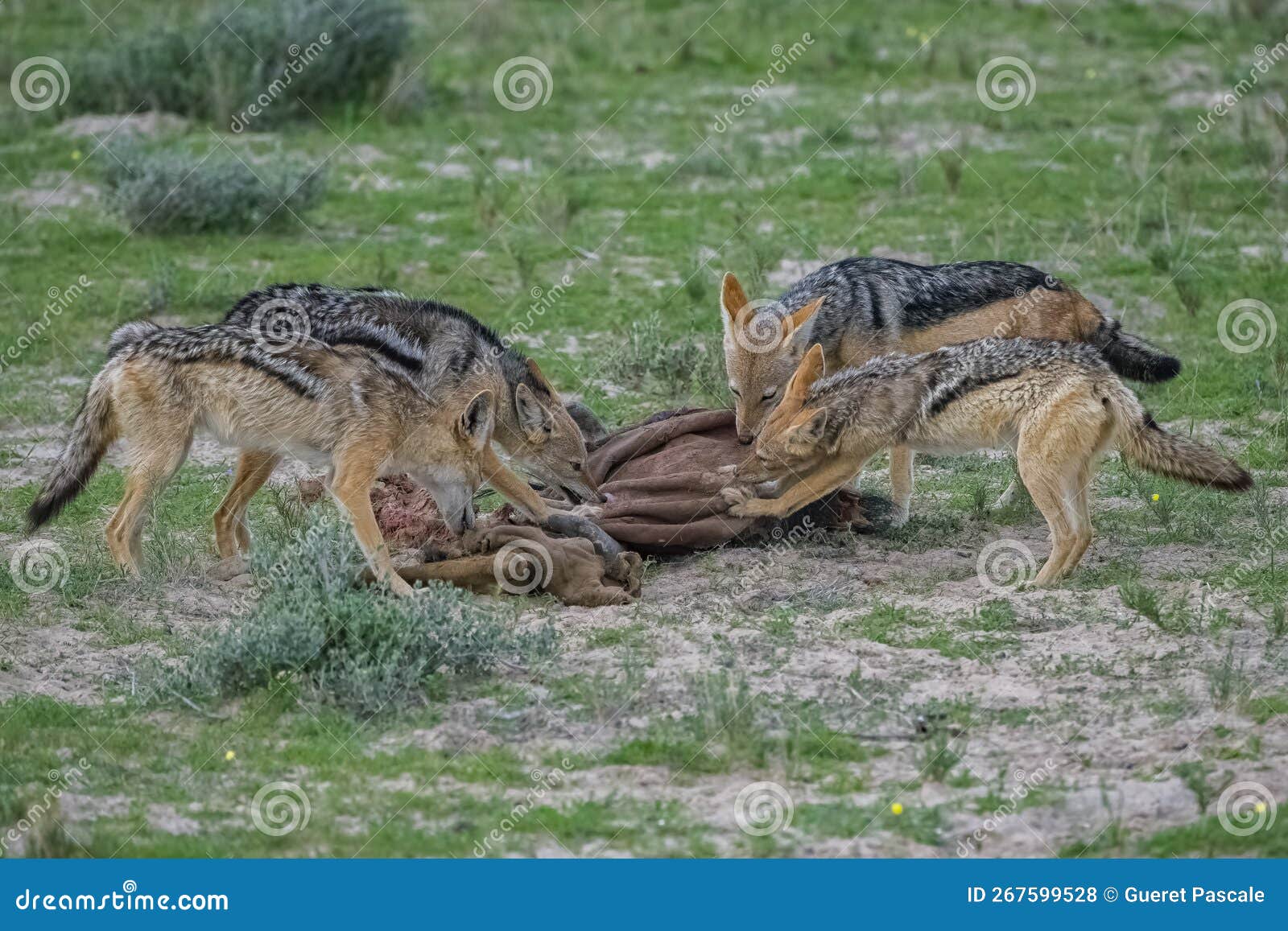 Jackals Eating a Buffalo Carcass Stock Photo - Image of design, bush ...