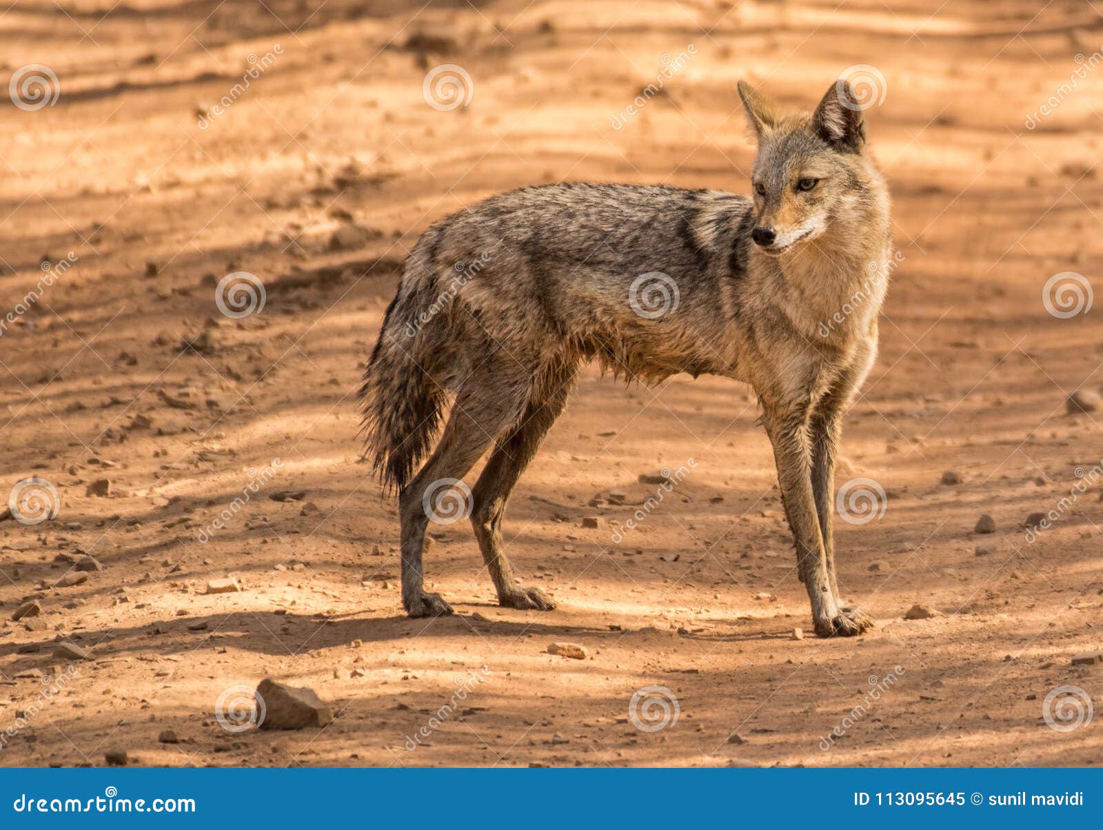 Jackals stock image. Image of ranthambore, golden, deer - 113095645