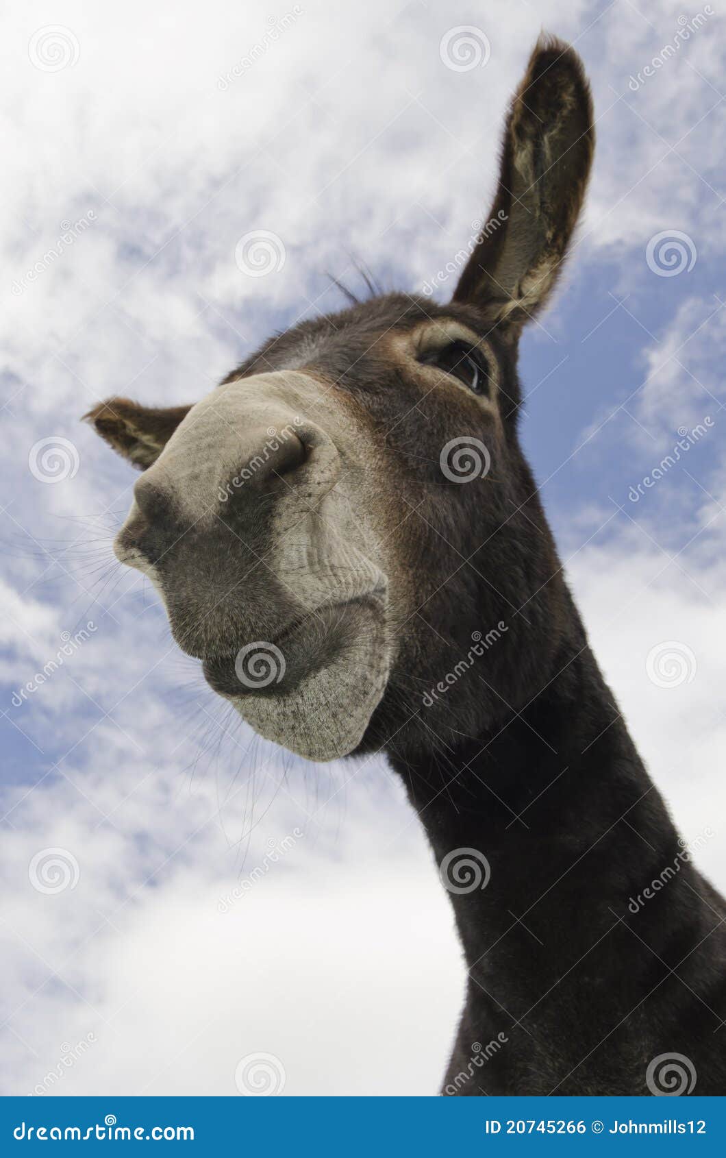 Jackass O Burro Que Pone Mala Cara Divertido Foto de archivo - Imagen ...